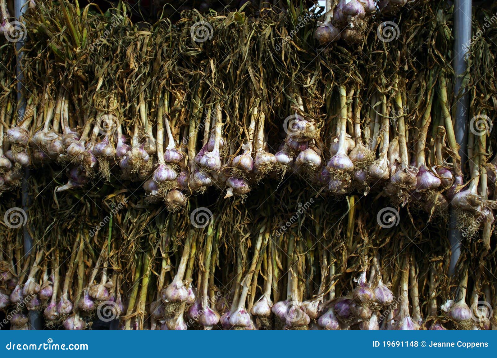 Pink garlic. stock photo. Image of kitchen, plant, flavour - 19691148