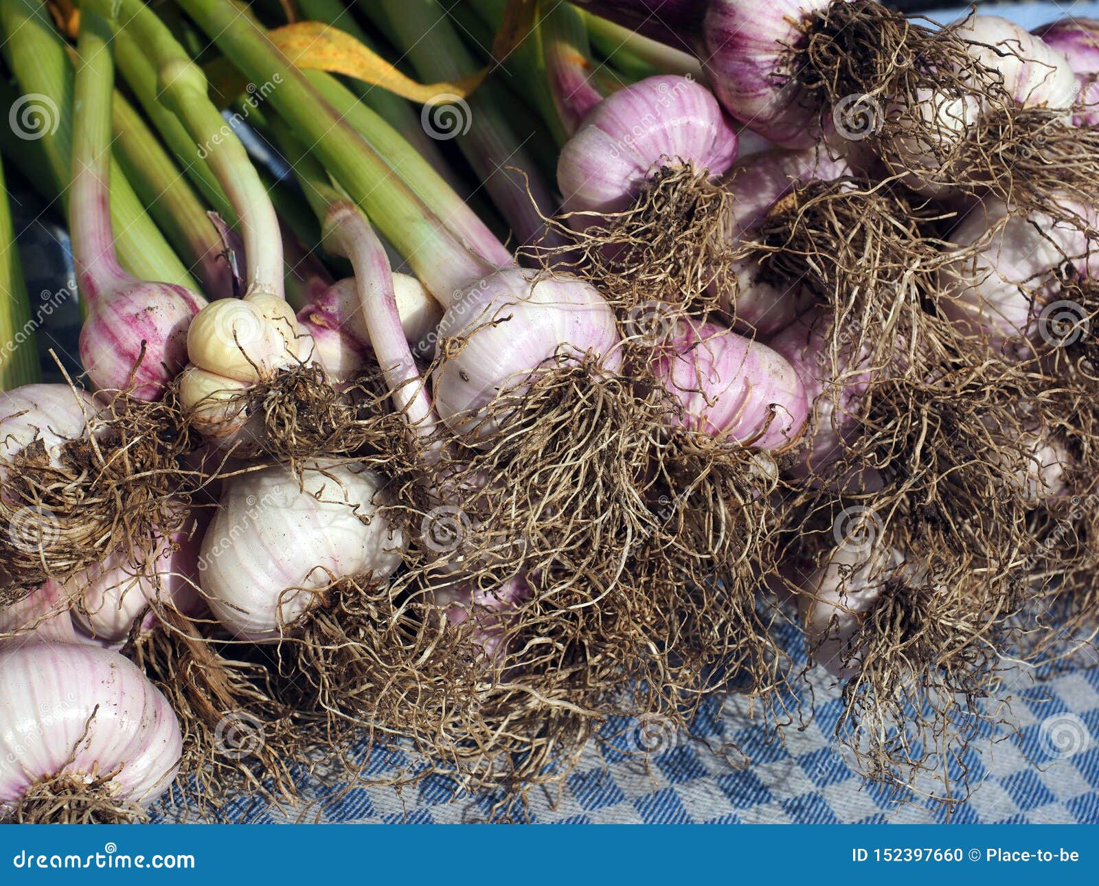 Pink garlic bulbs stock photo. Image of ingredient, food - 152397660