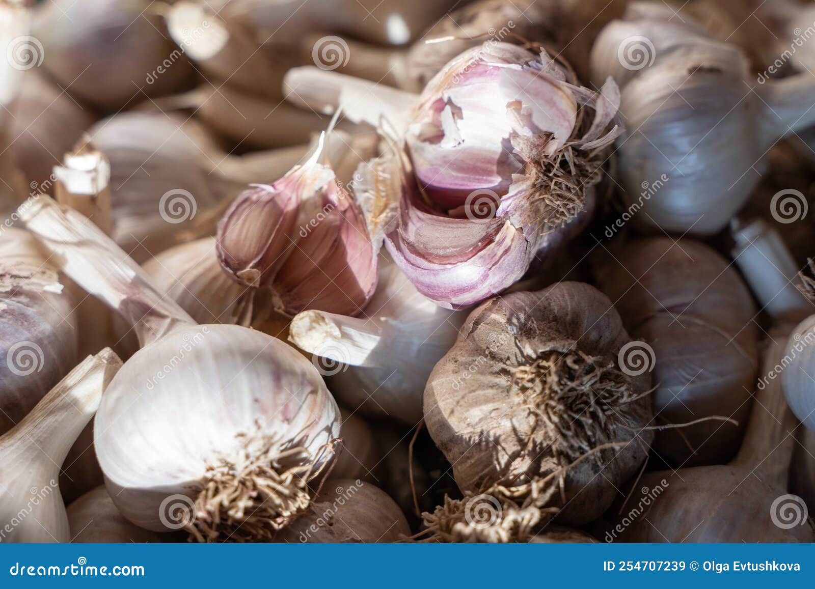 Pink Garlic Heads in a Box for Drying and Storing the Harvest Stock ...