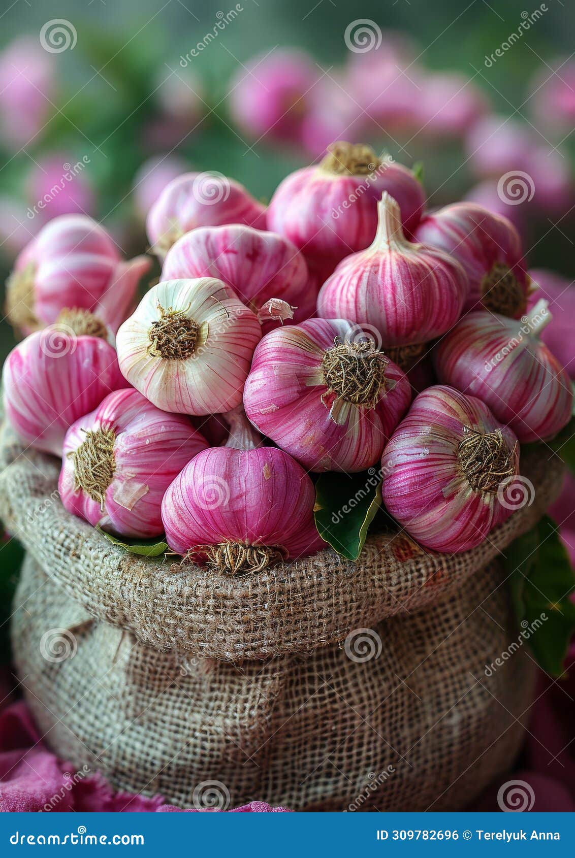 Pink Garlic in Sack on Wooden Table Stock Photo - Image of garlic ...