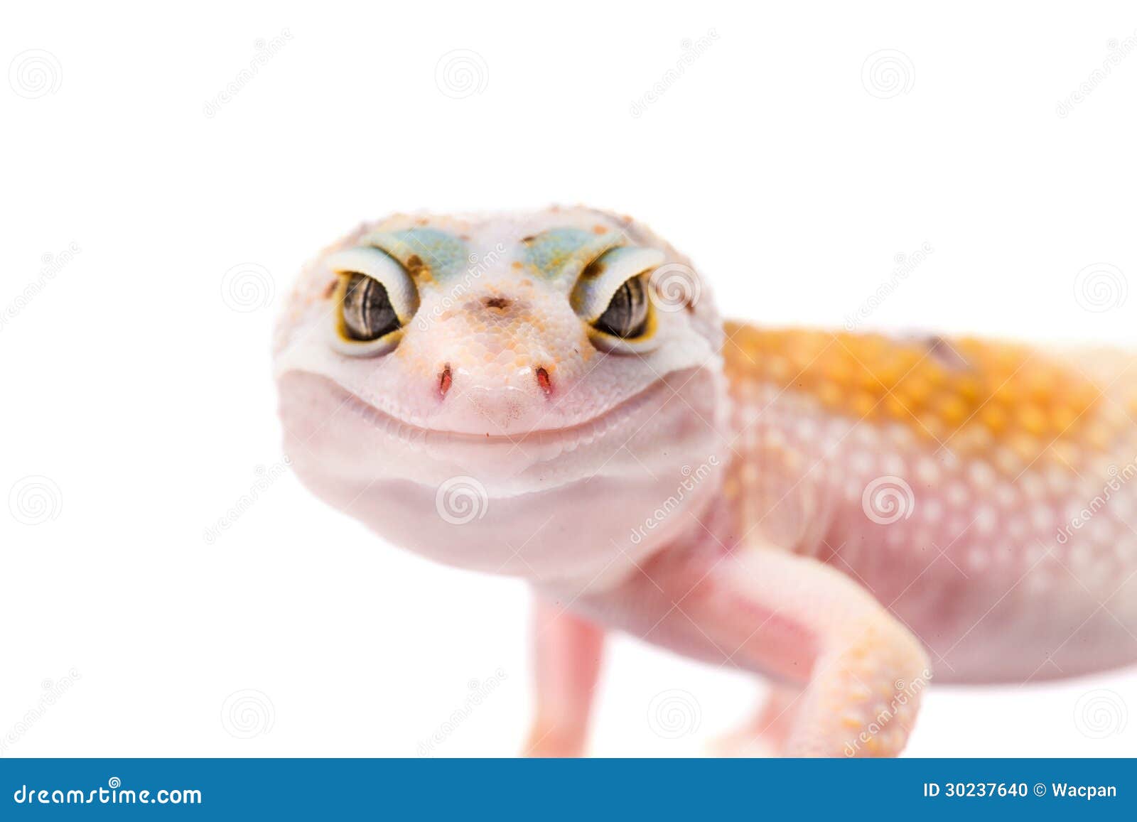 Smiling Lizard Little Baby Gecko Is Smiling. : R/leopardgeckos