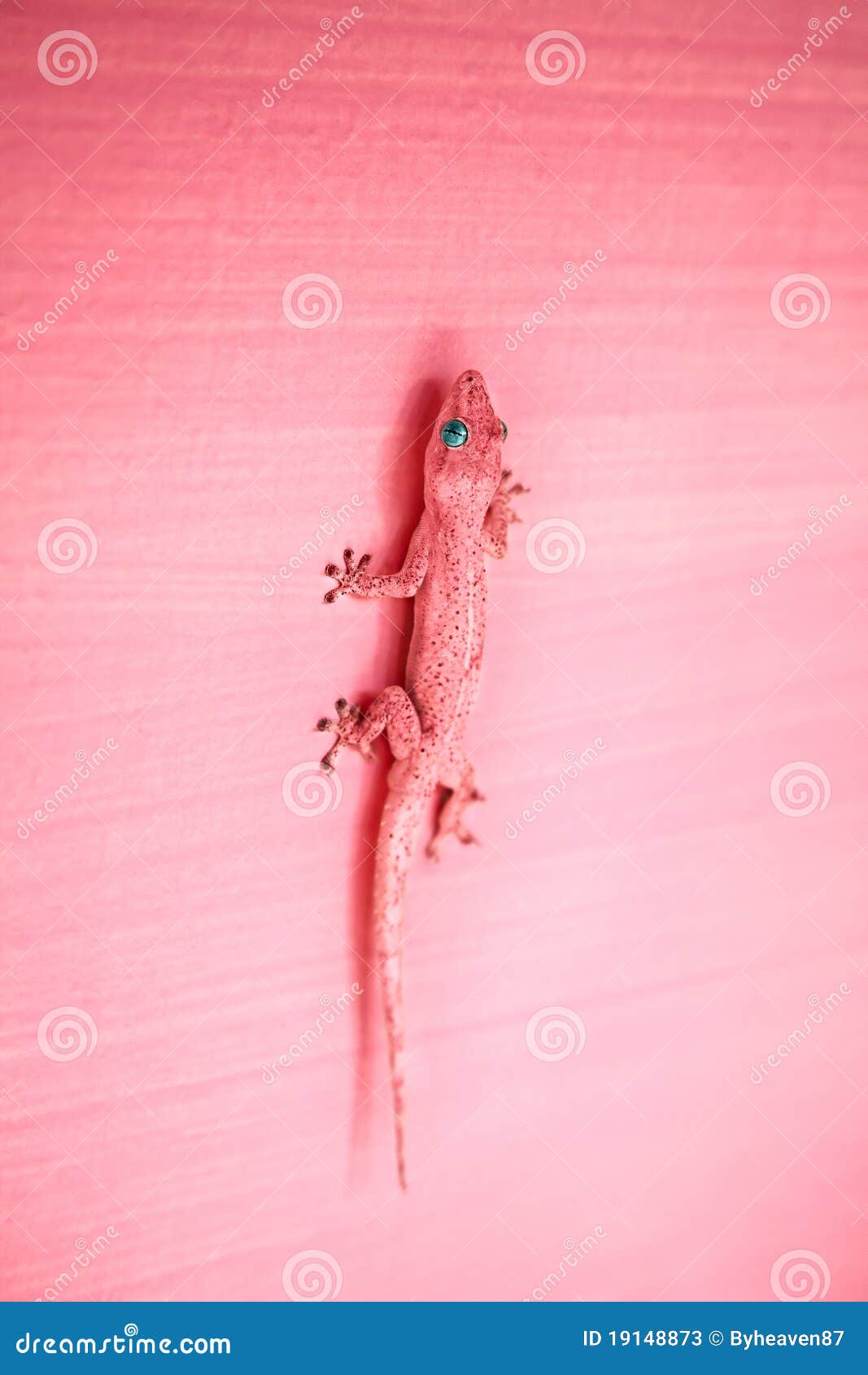 Pink gecko on the wall stock image. Image of dragon, copy - 19148873