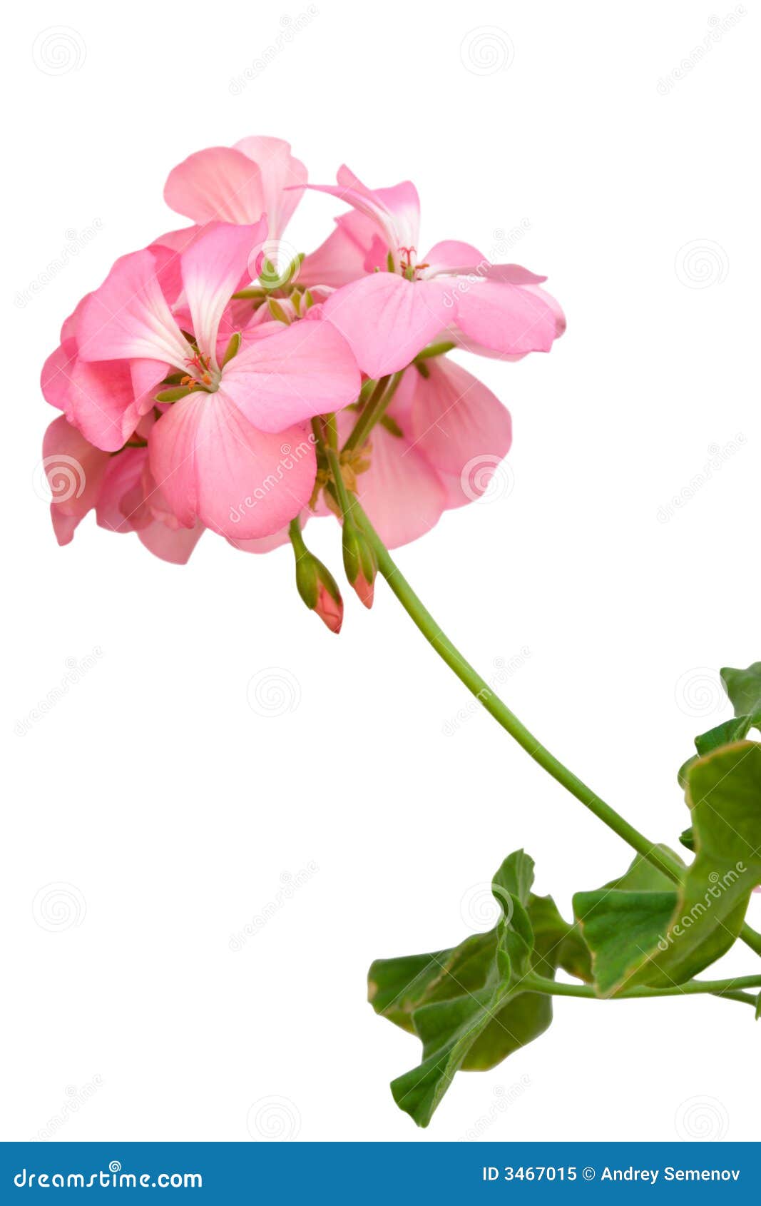 Pink geranium stock image. Image of pink, inflorescence - 3467015