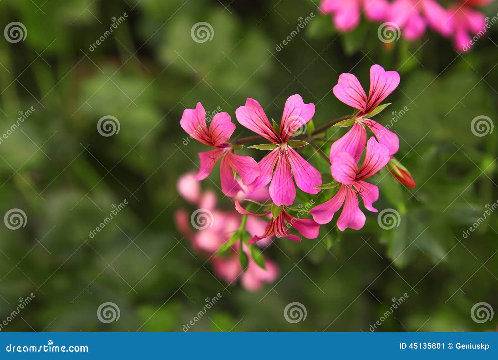 Pink geranium stock image. Image of abstract, closeup - 45135801
