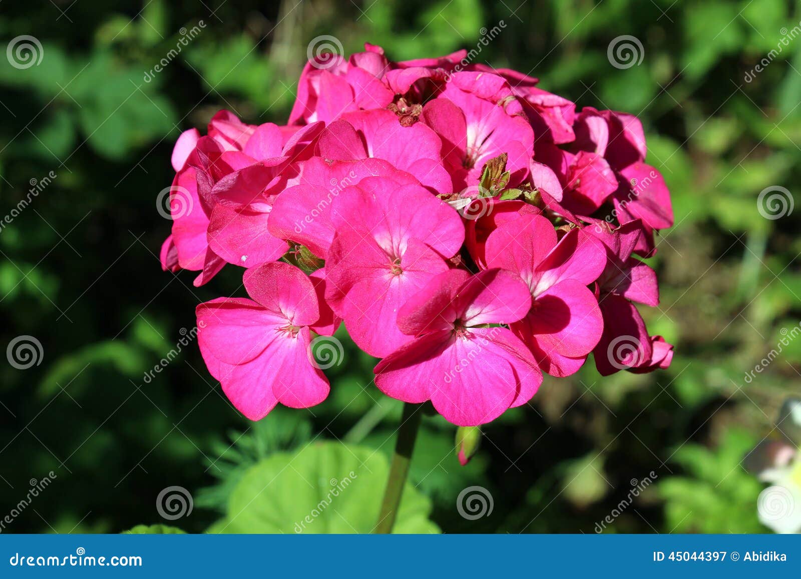 Pink geranium stock image. Image of leaf, garden, summer - 45044397