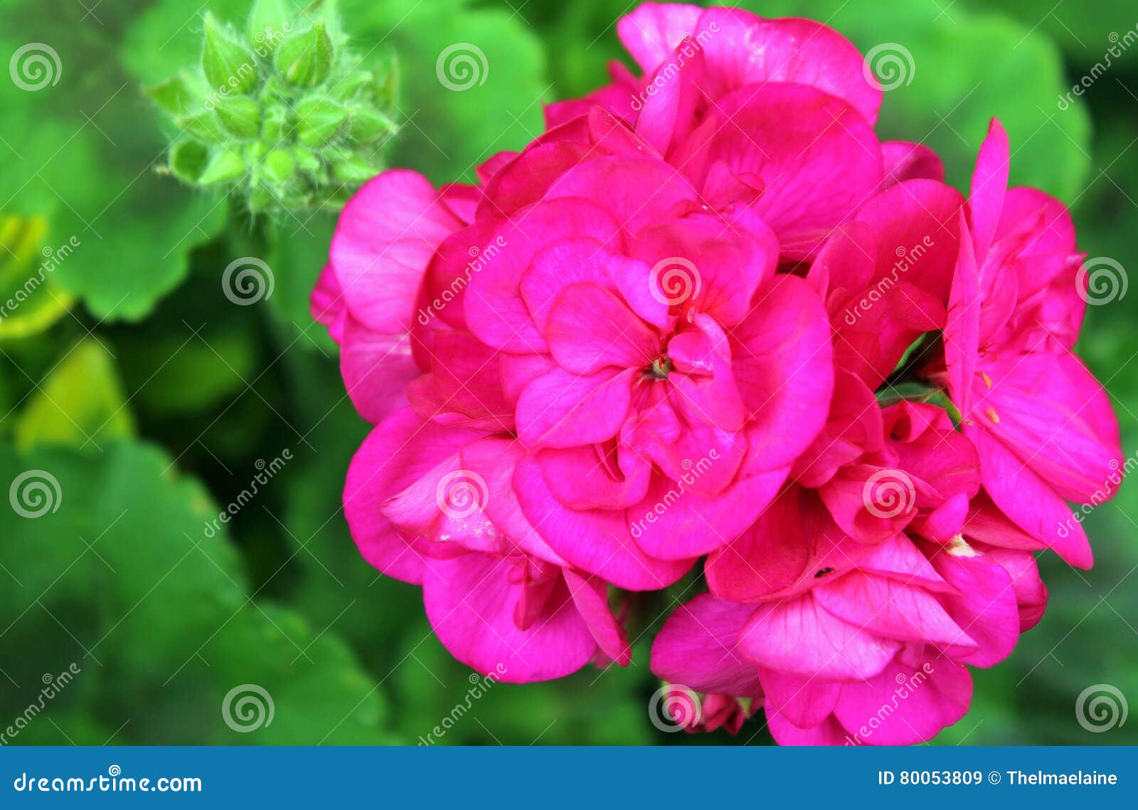 Pink Geranium stock image. Image of springtime, pink - 80053809