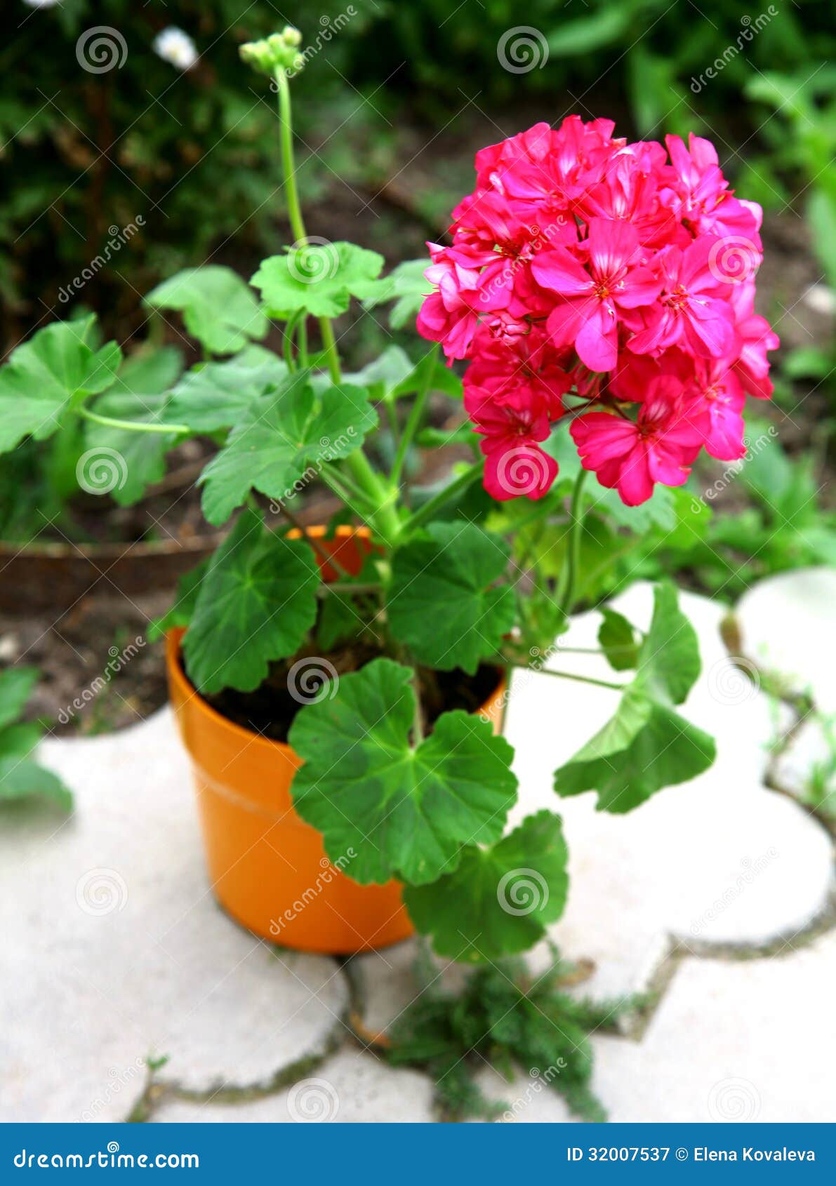 Pink Geranium Flower in Brown Pot Stock Image - Image of growth, flower ...