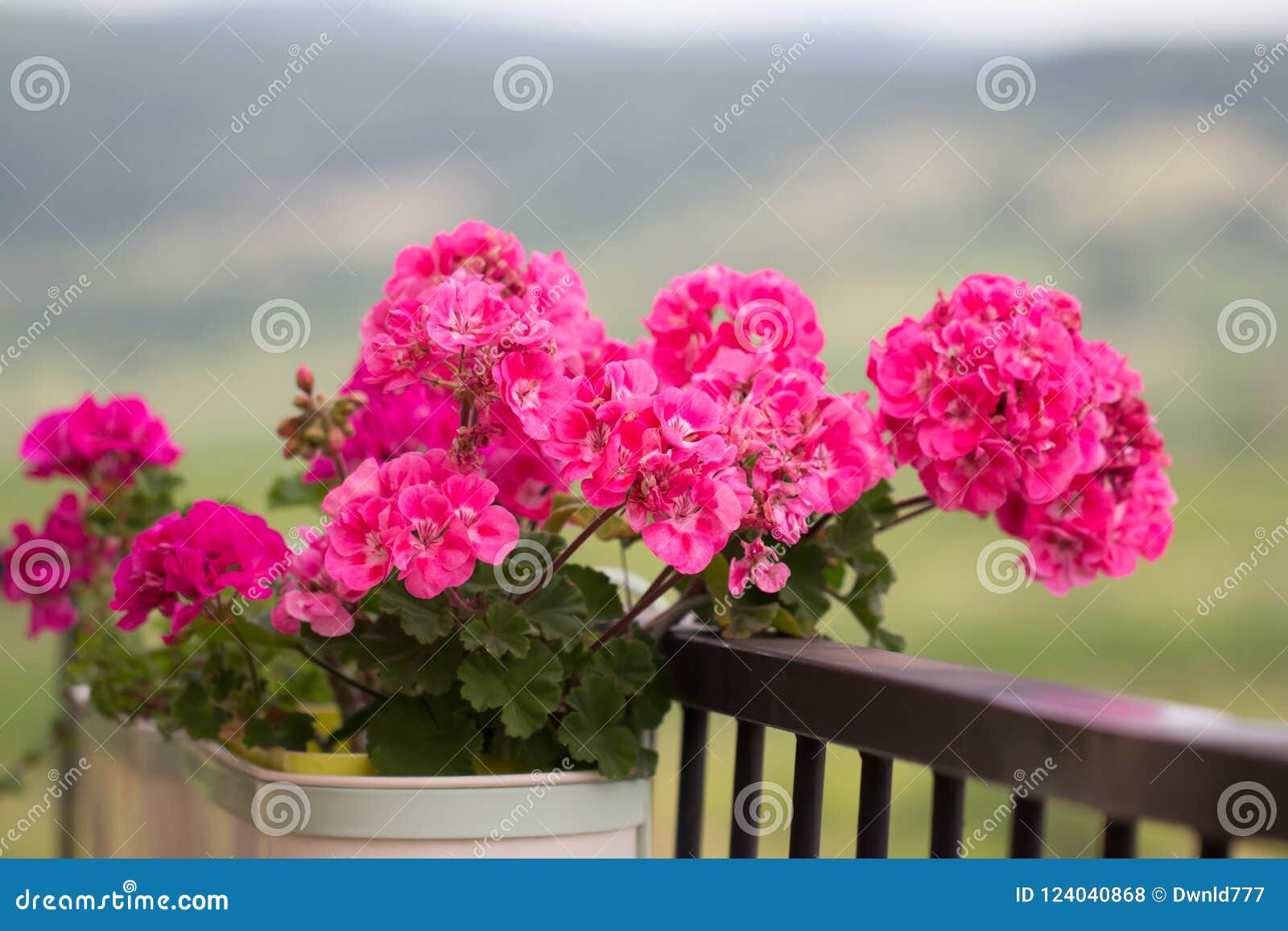 Geranium flower on balcony stock photo. Image of color - 124040868