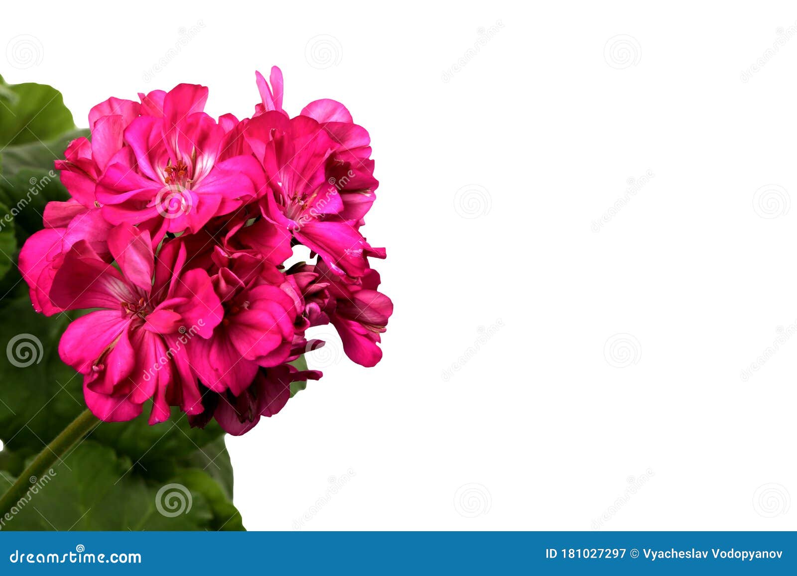 Pink Geranium Flower Isolated on a White Background Stock Image - Image ...