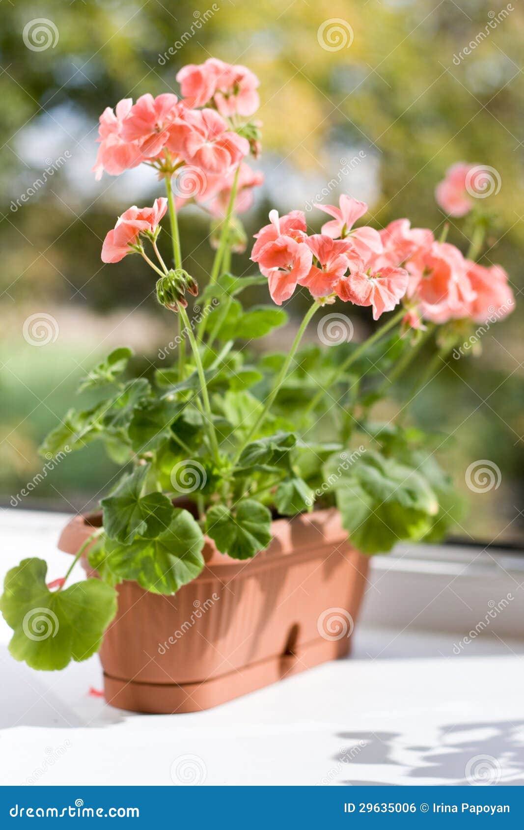 Pink Geraniums In Pots