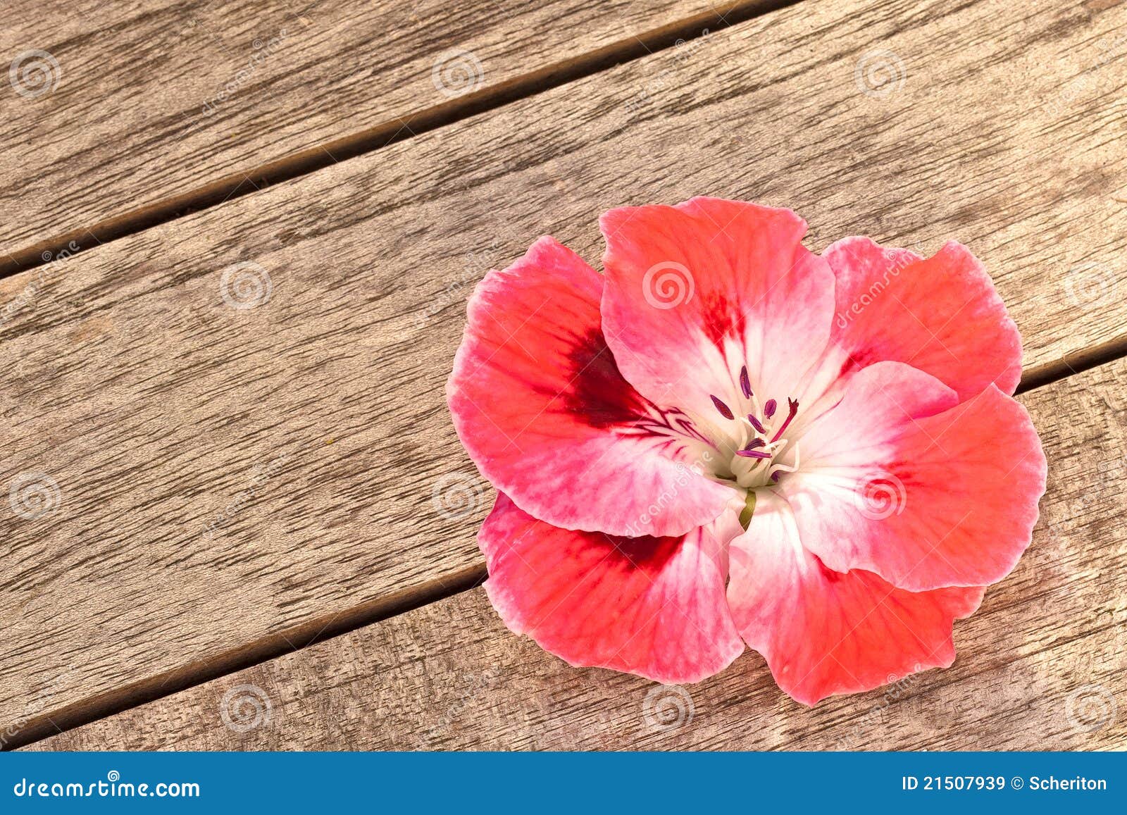 Pink Geranium Flower on Wood Background Stock Image - Image of retro ...