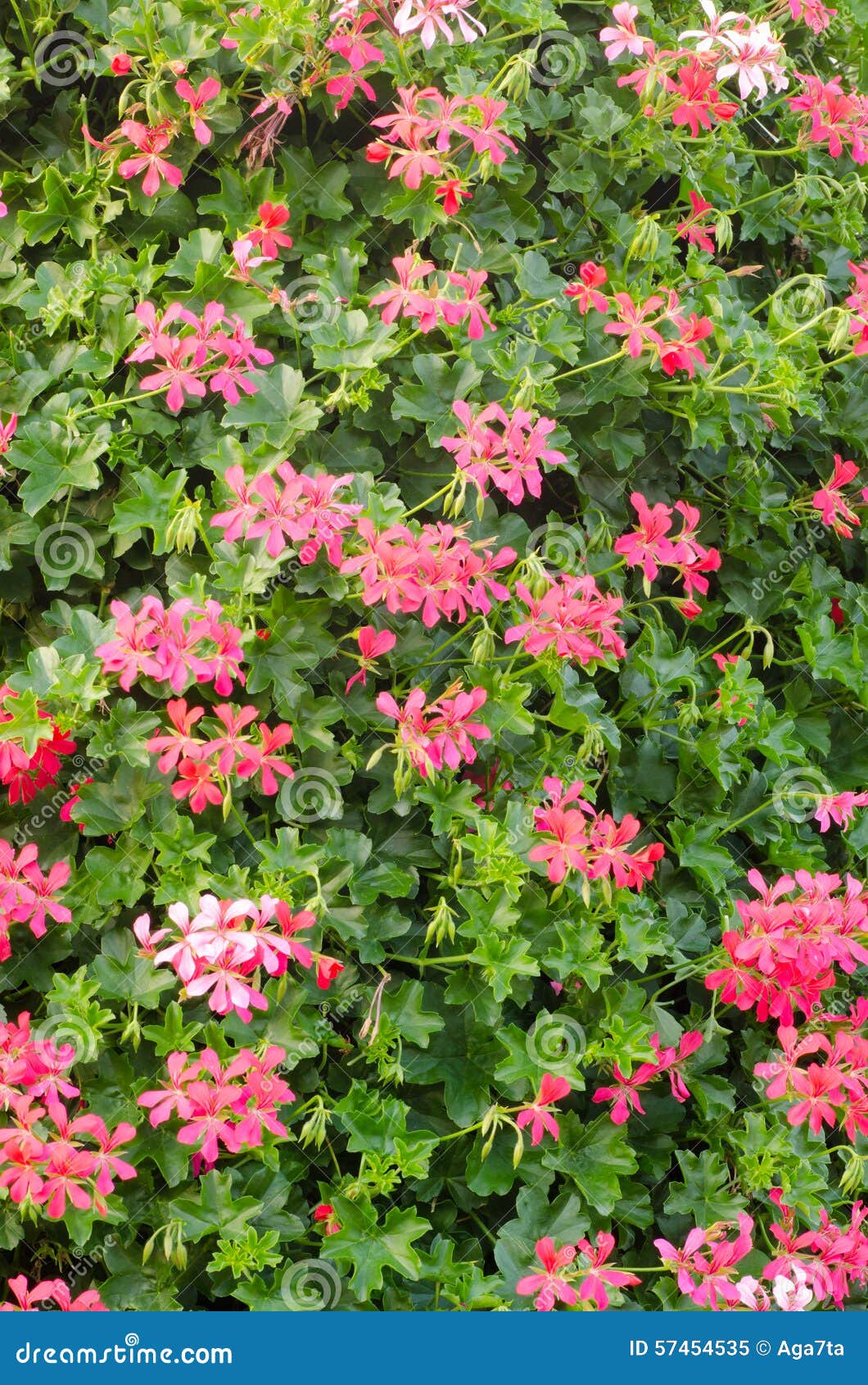 Pink geranium flowers stock image. Image of gardening - 57454535