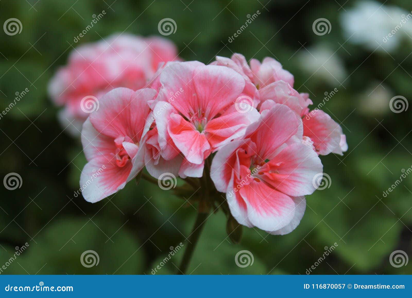 Pink geranium stock image. Image of plant, garden, flower - 116870057