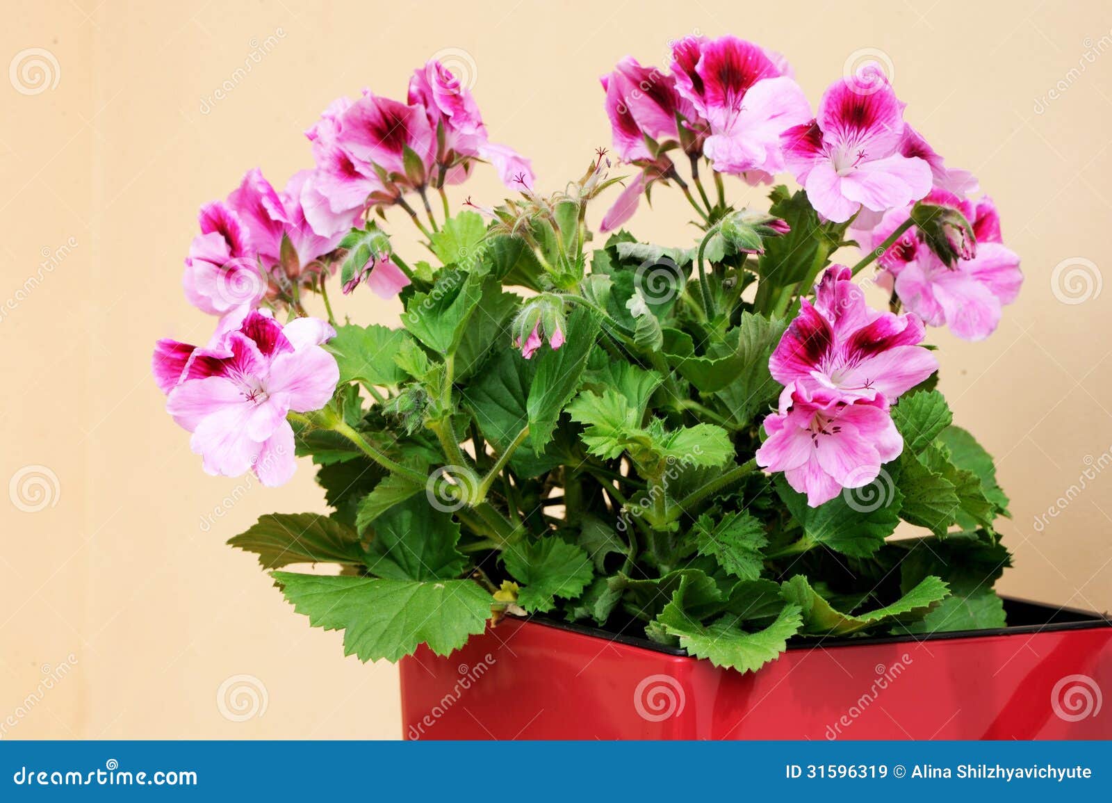 Pink Geranium - Pelargonium Stock Image - Image of botanical, life ...