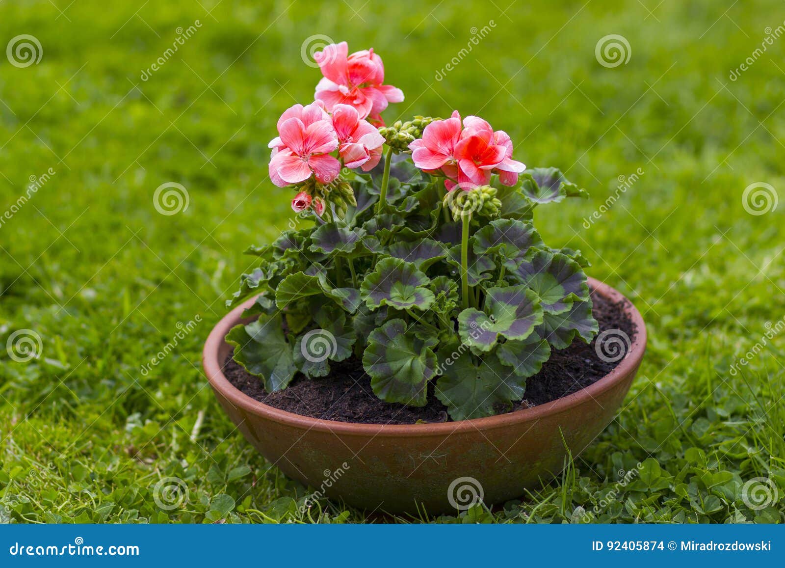 Pink geranium stock photo. Image of plant, balcony, decoration - 92405874