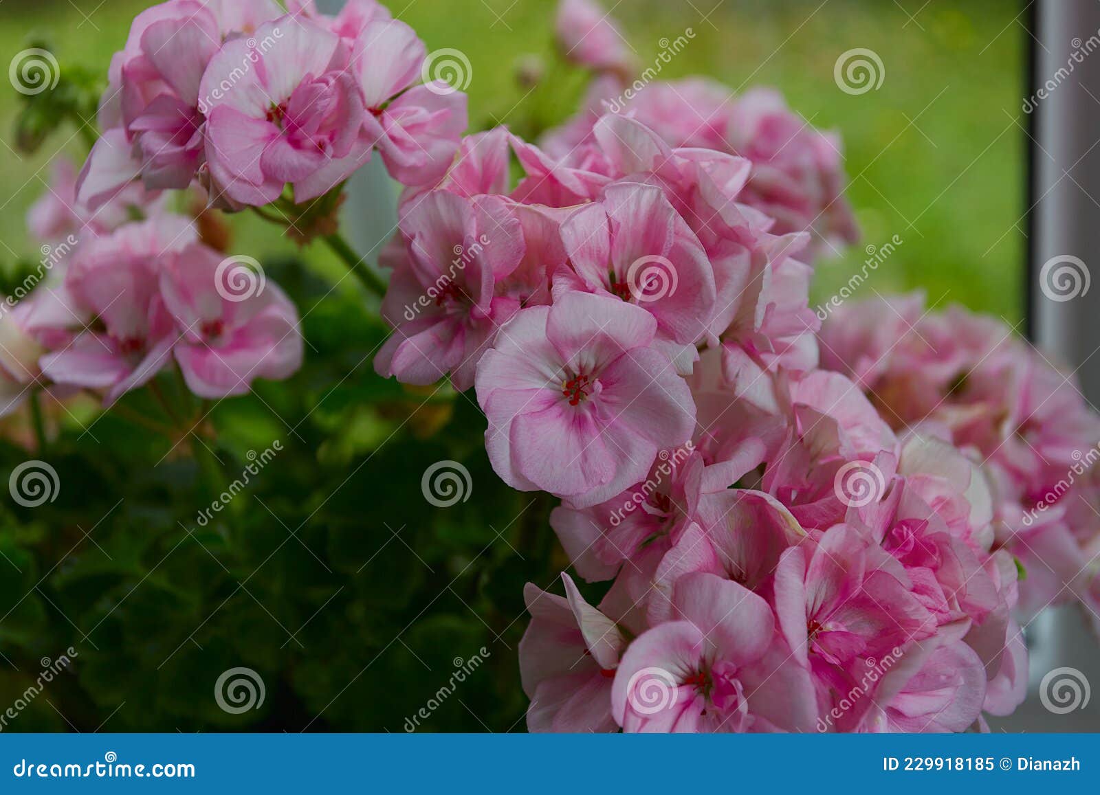 Variety of Geranium Pots Isolated on White Stock Image - Image of ...