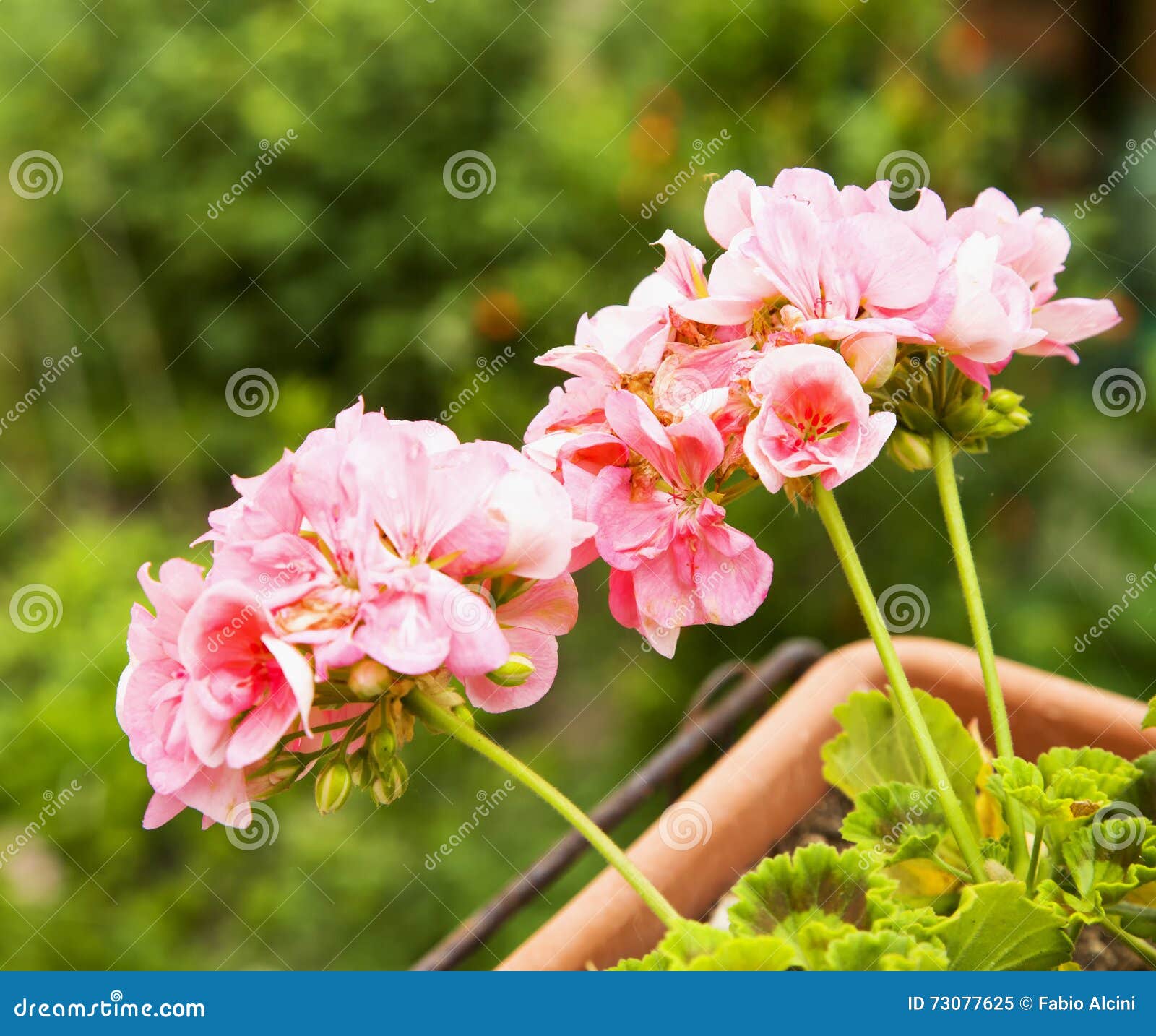 Pink geranium in a vase stock image. Image of detail - 73077625