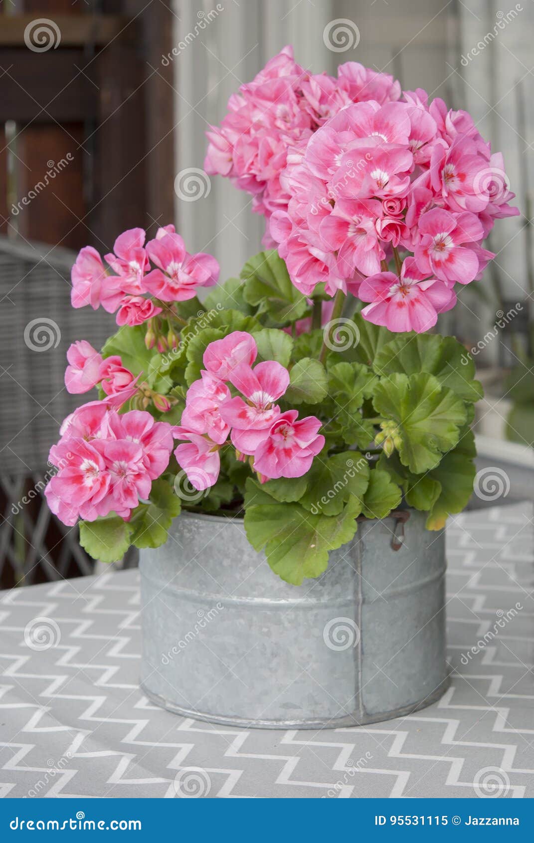Pink geranium in zink pot stock image. Image of green - 95531115