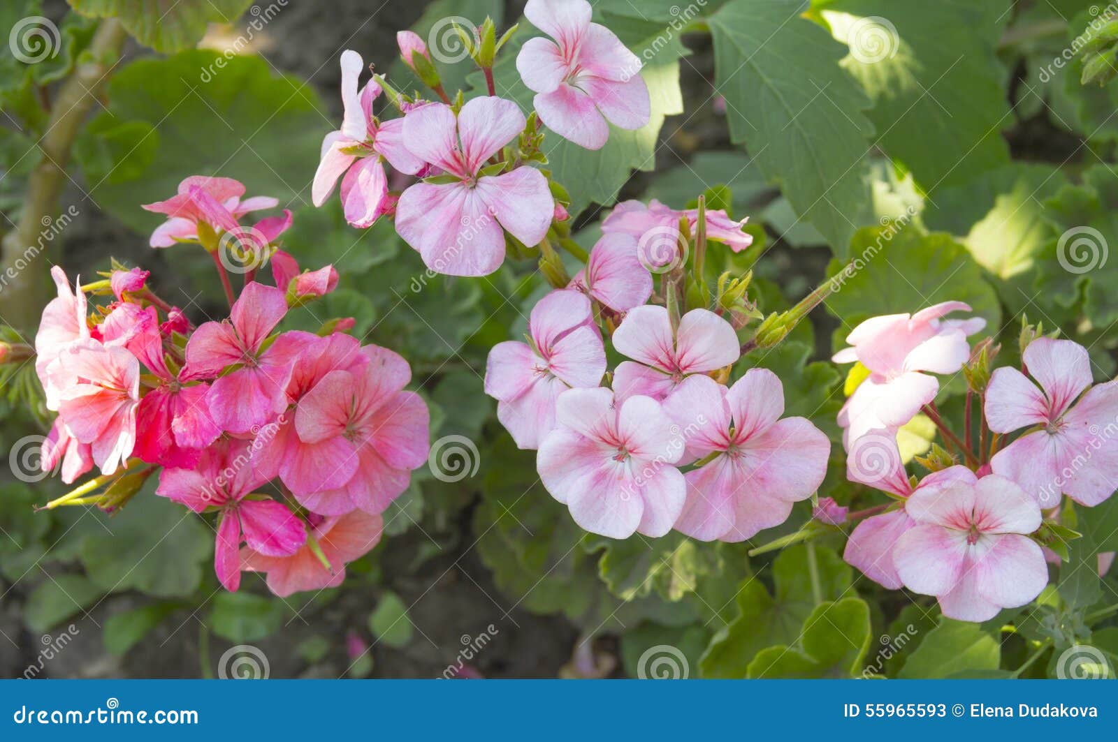 Pink geraniums stock image. Image of bright, beauty, geraniums - 55965593