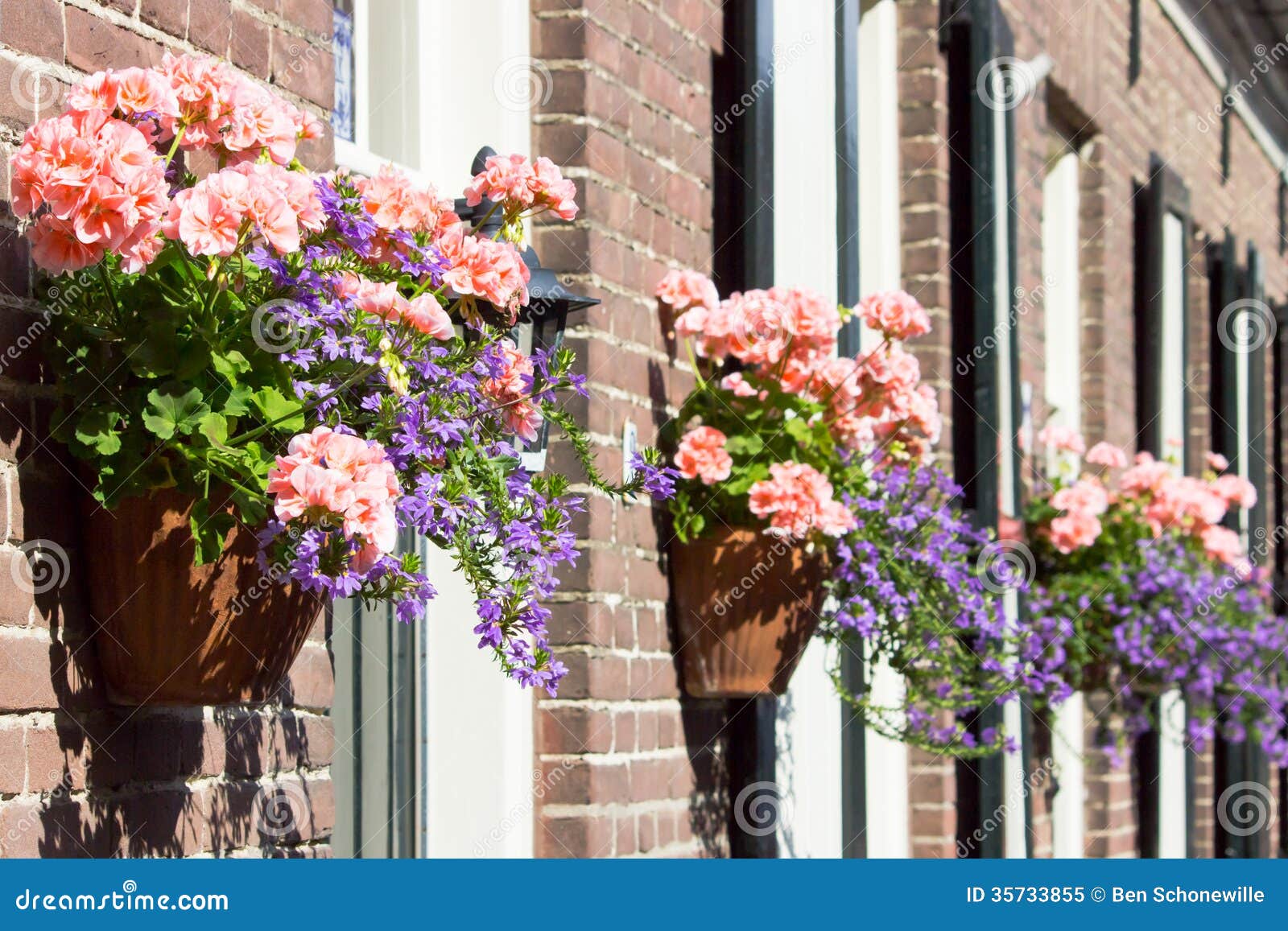 Pink Geraniums Hanging at Facade Stock Image - Image of colorful ...