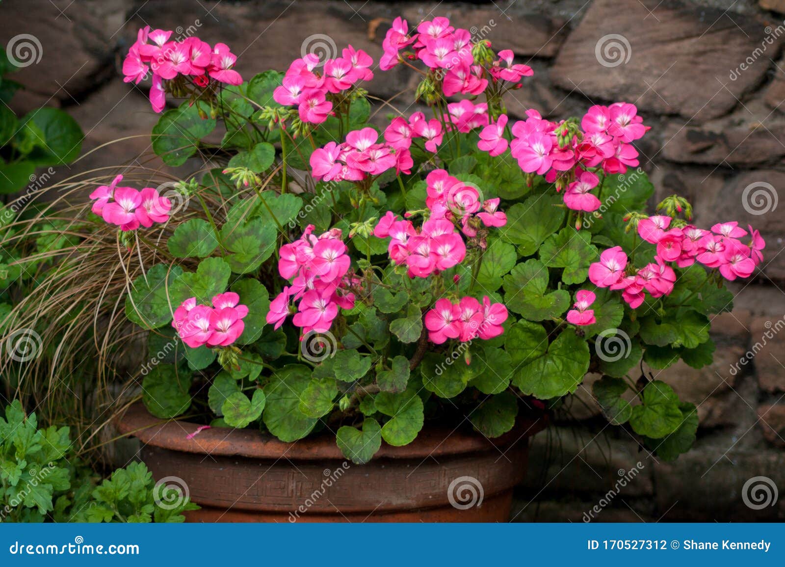 Pink Geraniums in Planter stock photo. Image of foliage - 170527312