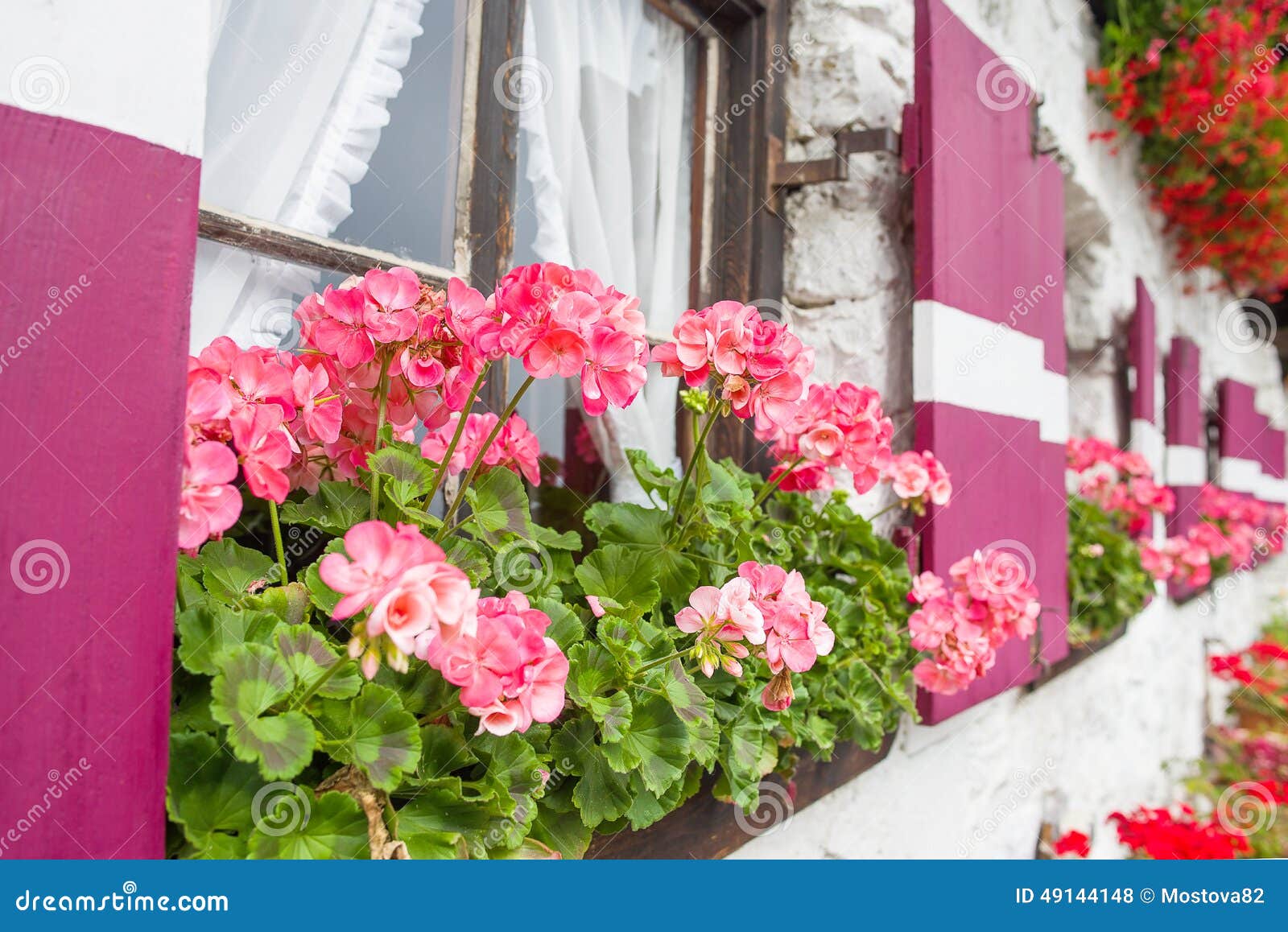 Pink Geraniums in Pots on the Windowsill Stock Photo - Image of flower ...