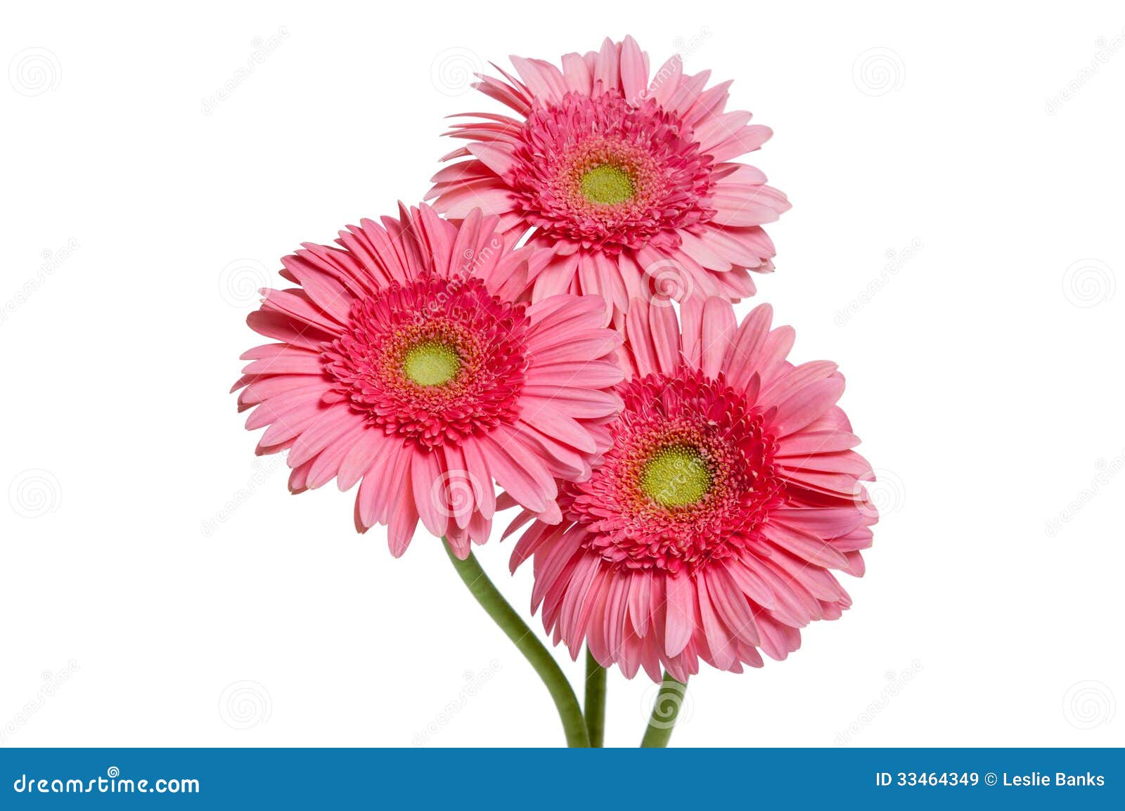 Pink Gerber Daisies stock image. Image of pink, close - 33464349