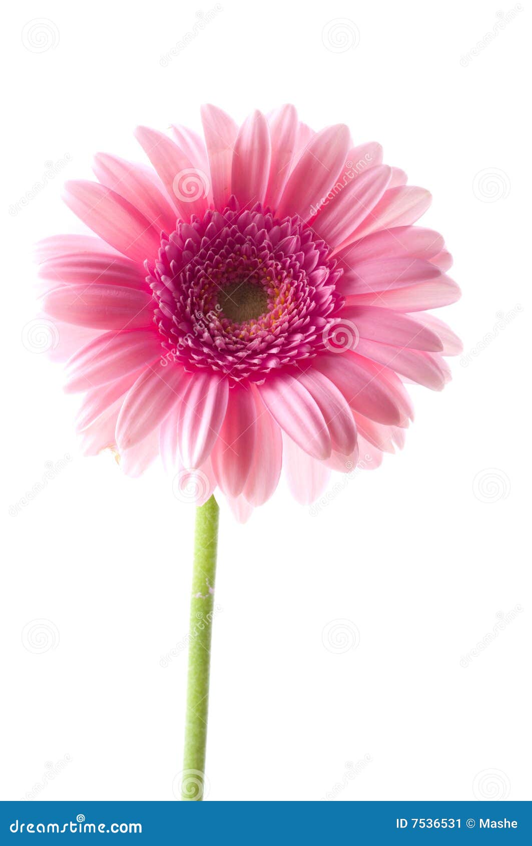 Pink gerber flower stock image. Image of gardening, dasies - 7536531