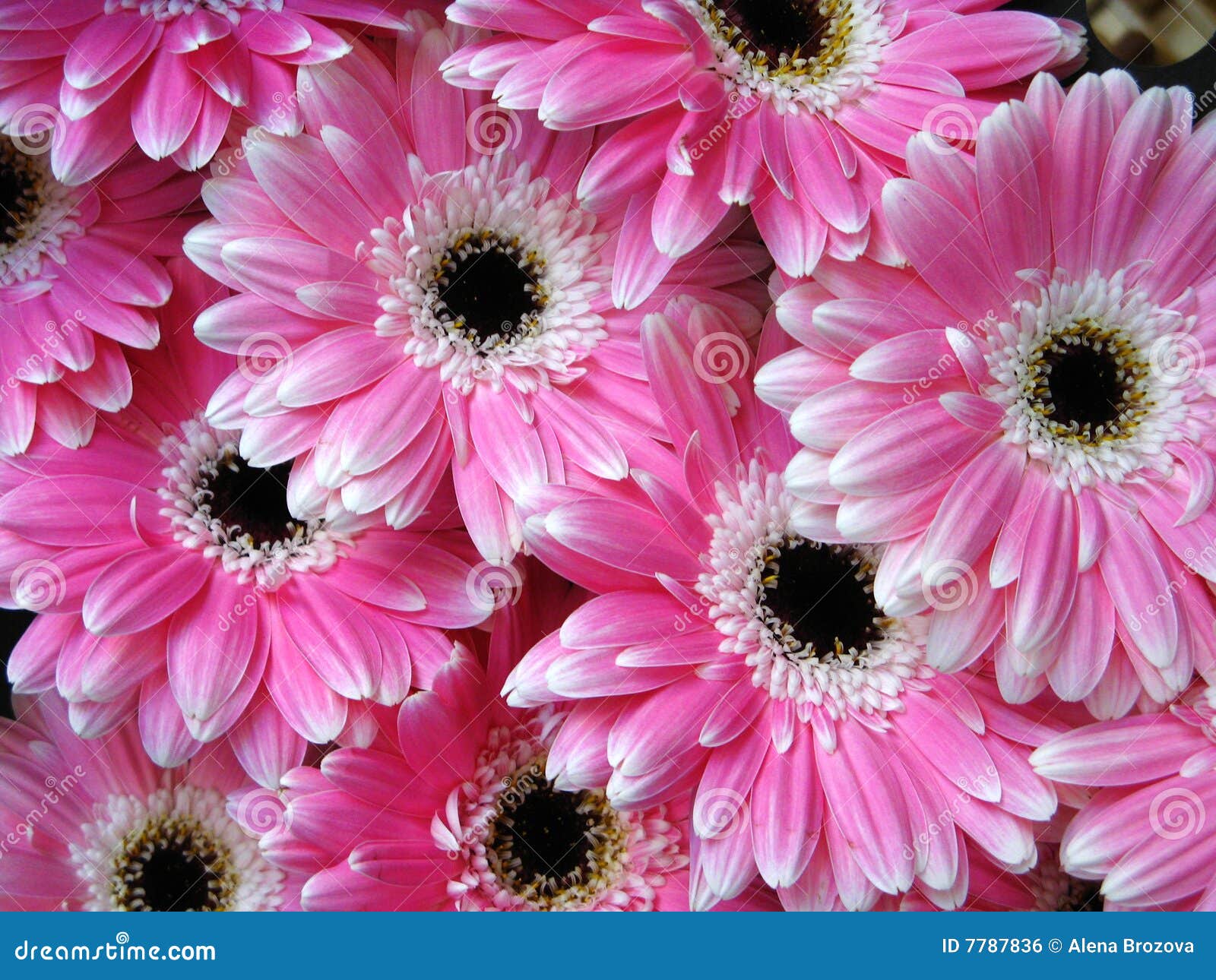 Gerber Flowers Royalty-Free Stock Photo | CartoonDealer.com #14428005