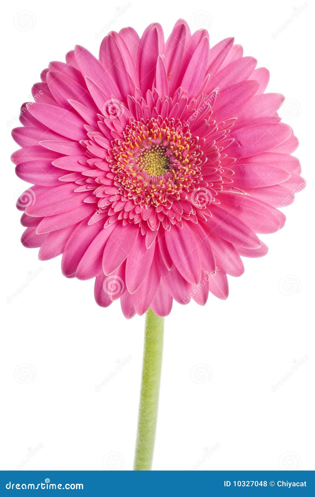 Pink Gerbera stock photo. Image of isolated, closeup - 10327048