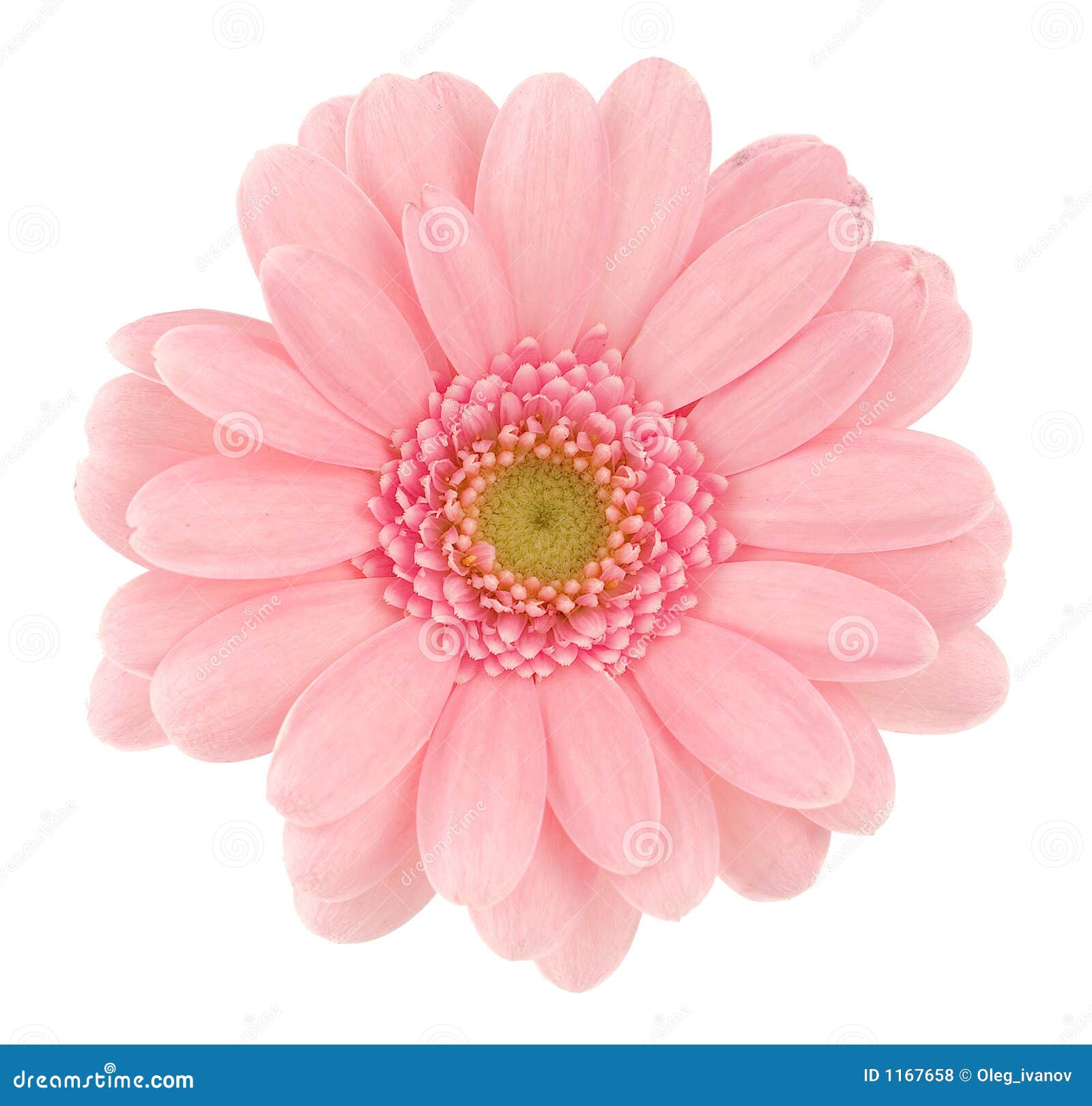 Pink Gerbera Daisies Stock Photography | CartoonDealer.com #3215816