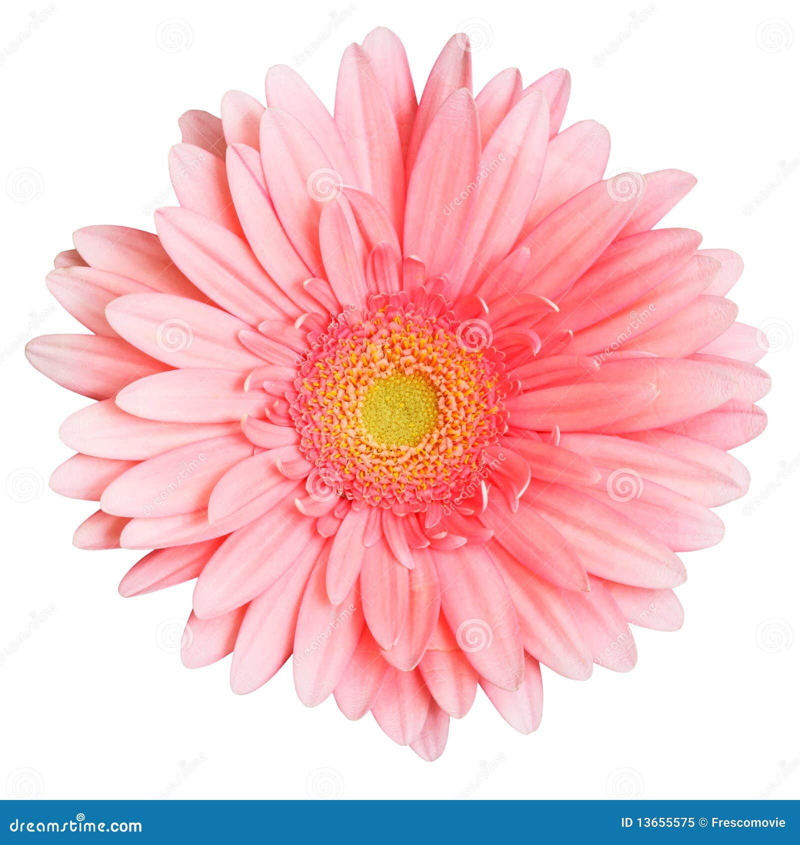 Pink gerbera stock image. Image of plants, daisy, blooms - 13655575