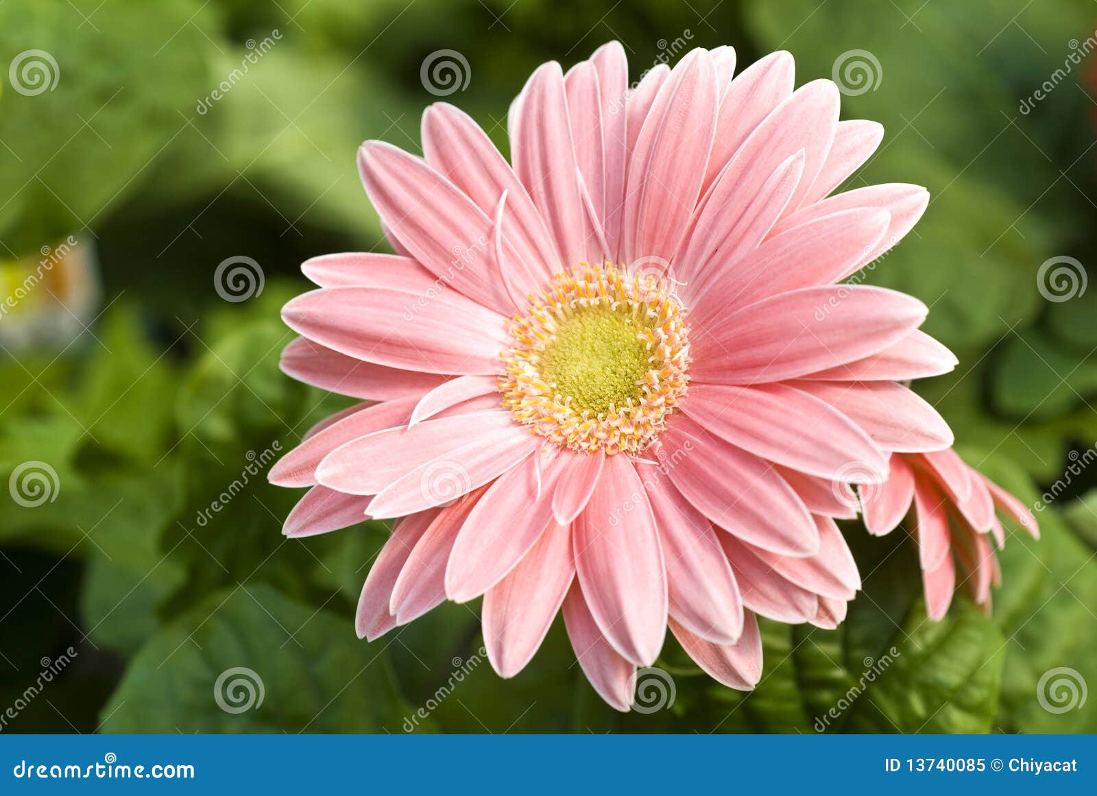 Pink Gerbera stock image. Image of nature, flowers, leaf - 13740085