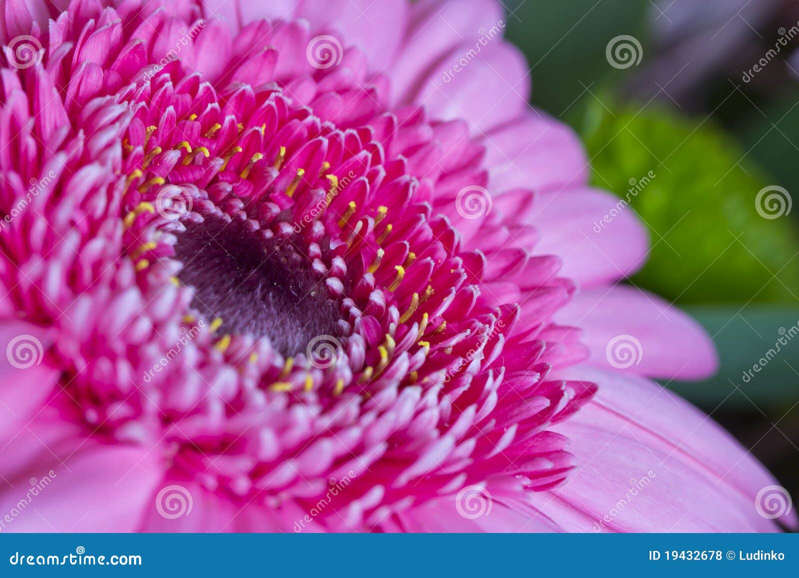 Pink gerbera stock photo. Image of close, decorate, flora - 19432678