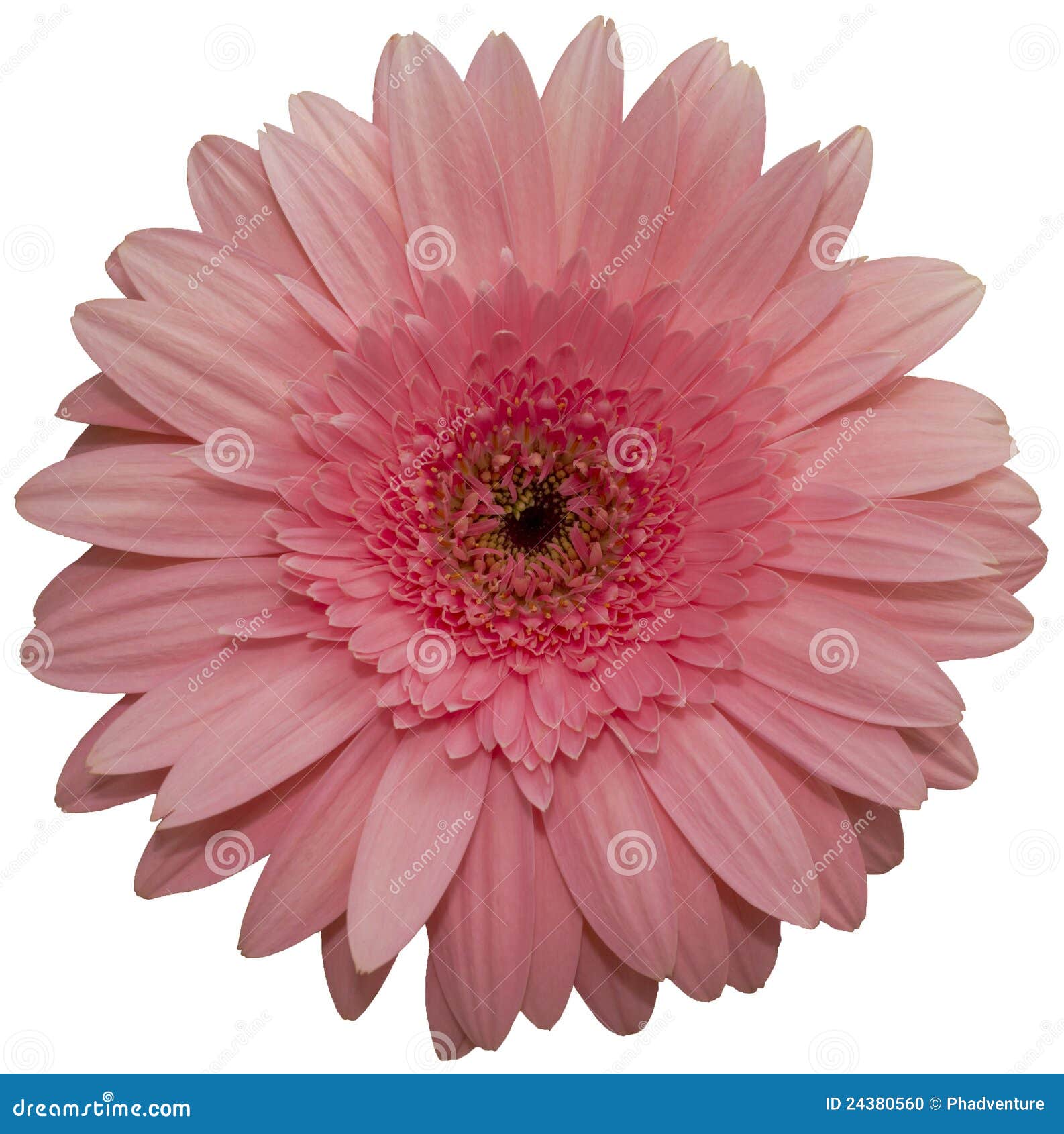 Pink Gerbera stock photo. Image of flower, interesting - 24380560