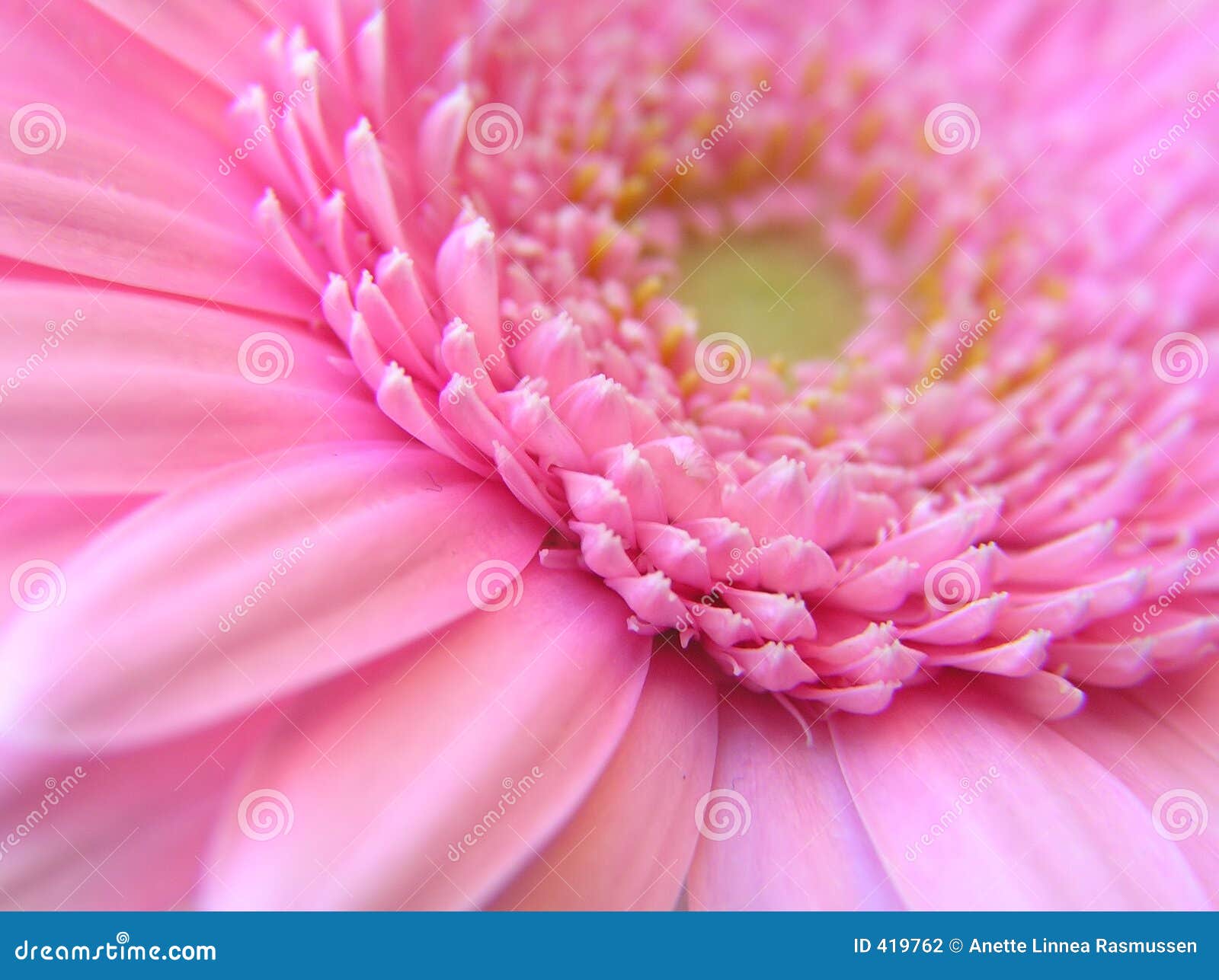 Pink gerbera stock photo. Image of spring, pastels, gerbera - 419762