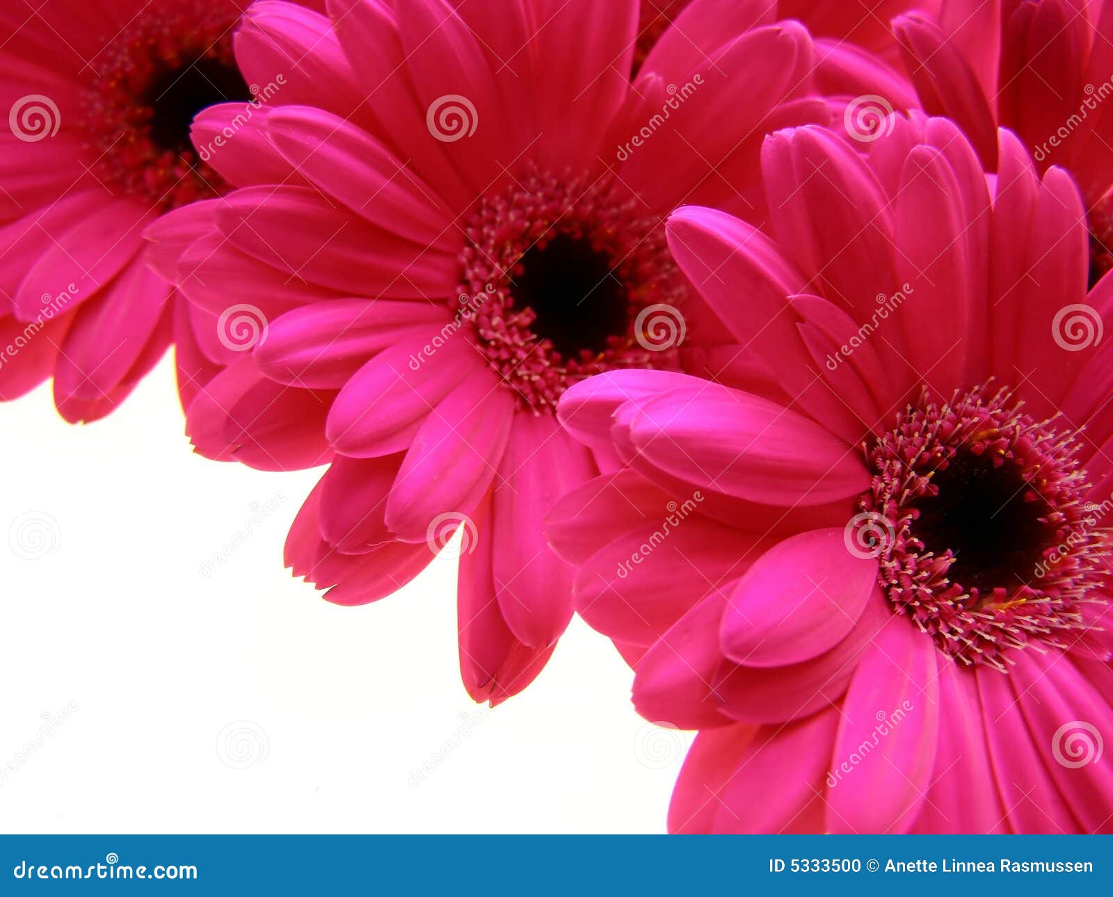 Pink gerbera stock photo. Image of bloom, gerbera, pair - 5333500