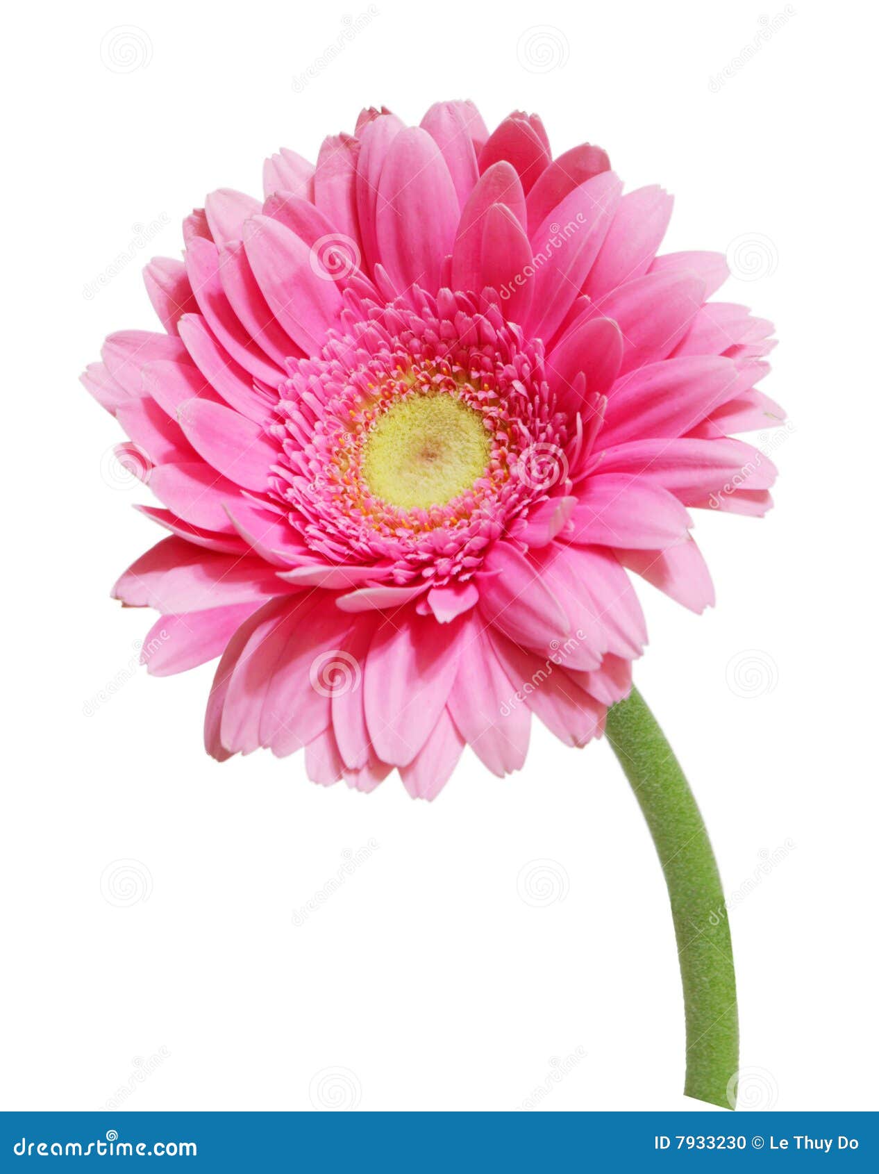 Pink Gerbera stock photo. Image of beautiful, chrysanthemum - 7933230