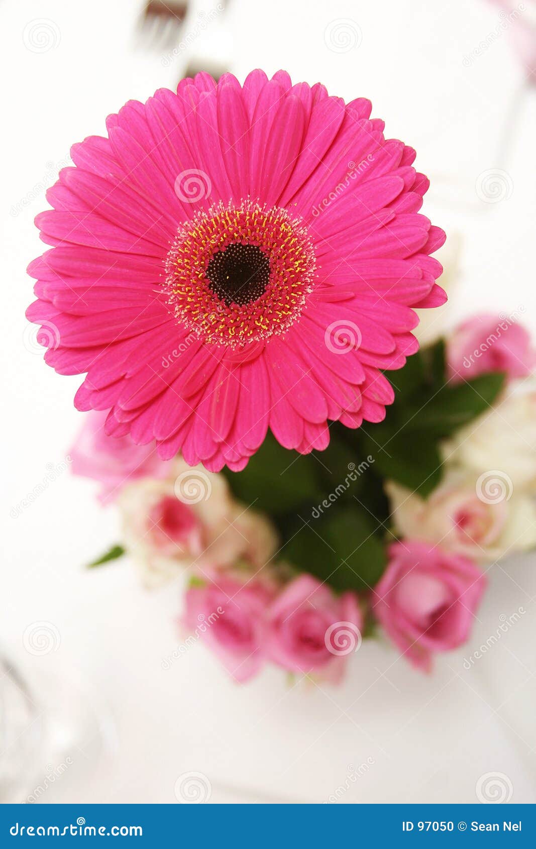 Pink Gerbera stock photo. Image of bridal, tablecloth, roses - 97050