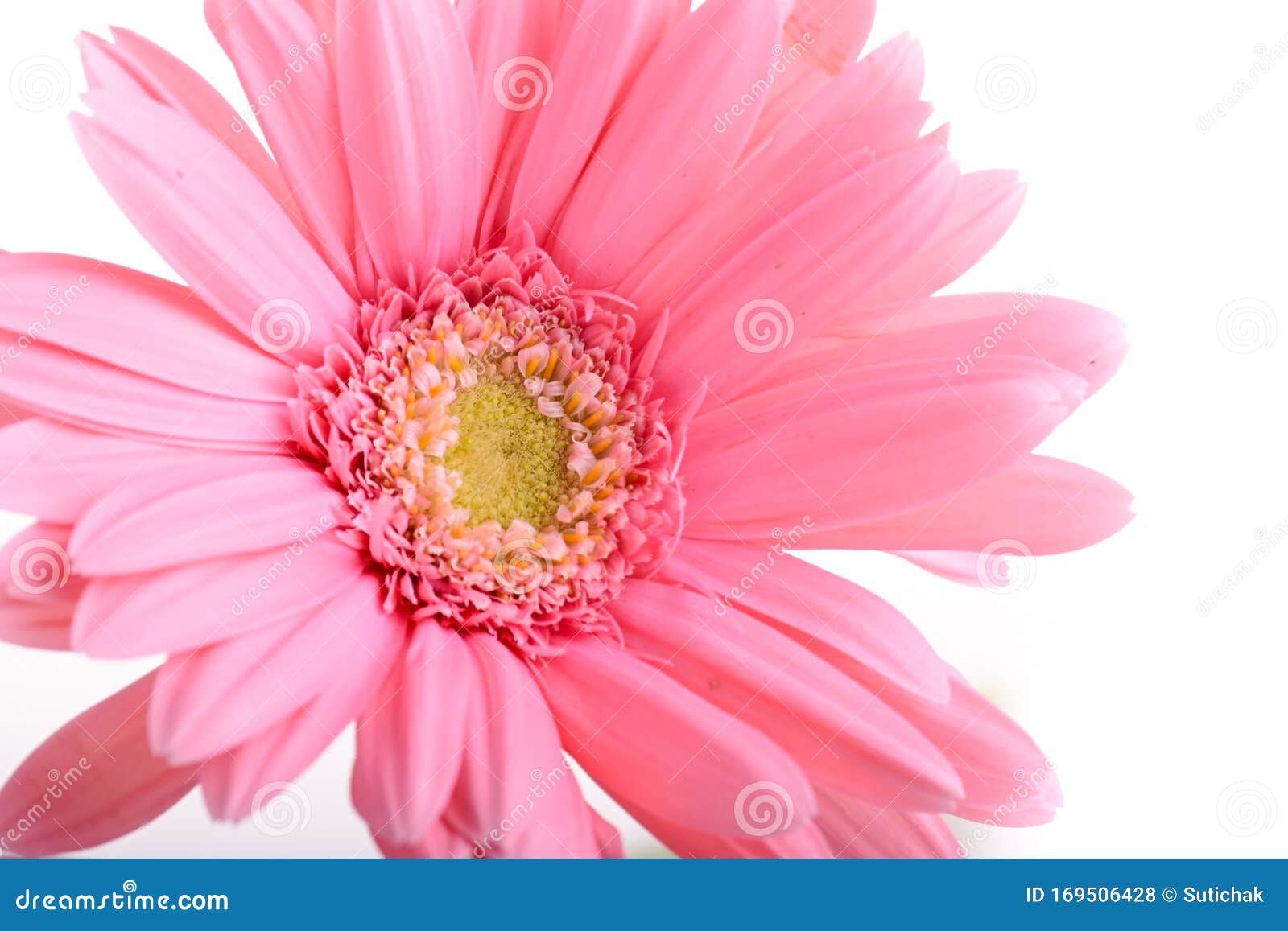 Pink Gerbera Blooming in Springtime, Beautiful Single Flower on White ...