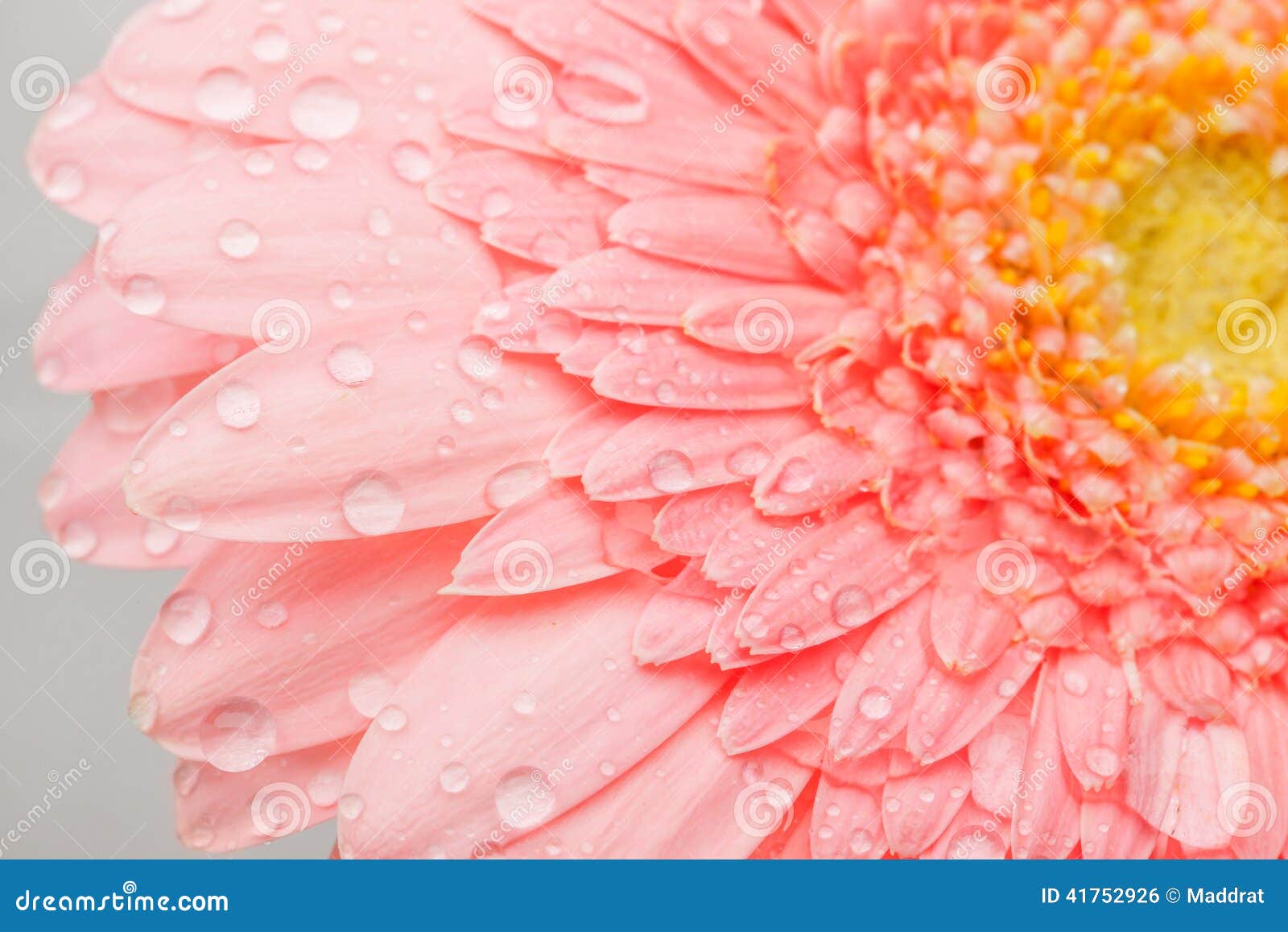 Pink gerbera stock photo. Image of downpour, colorful - 41752926