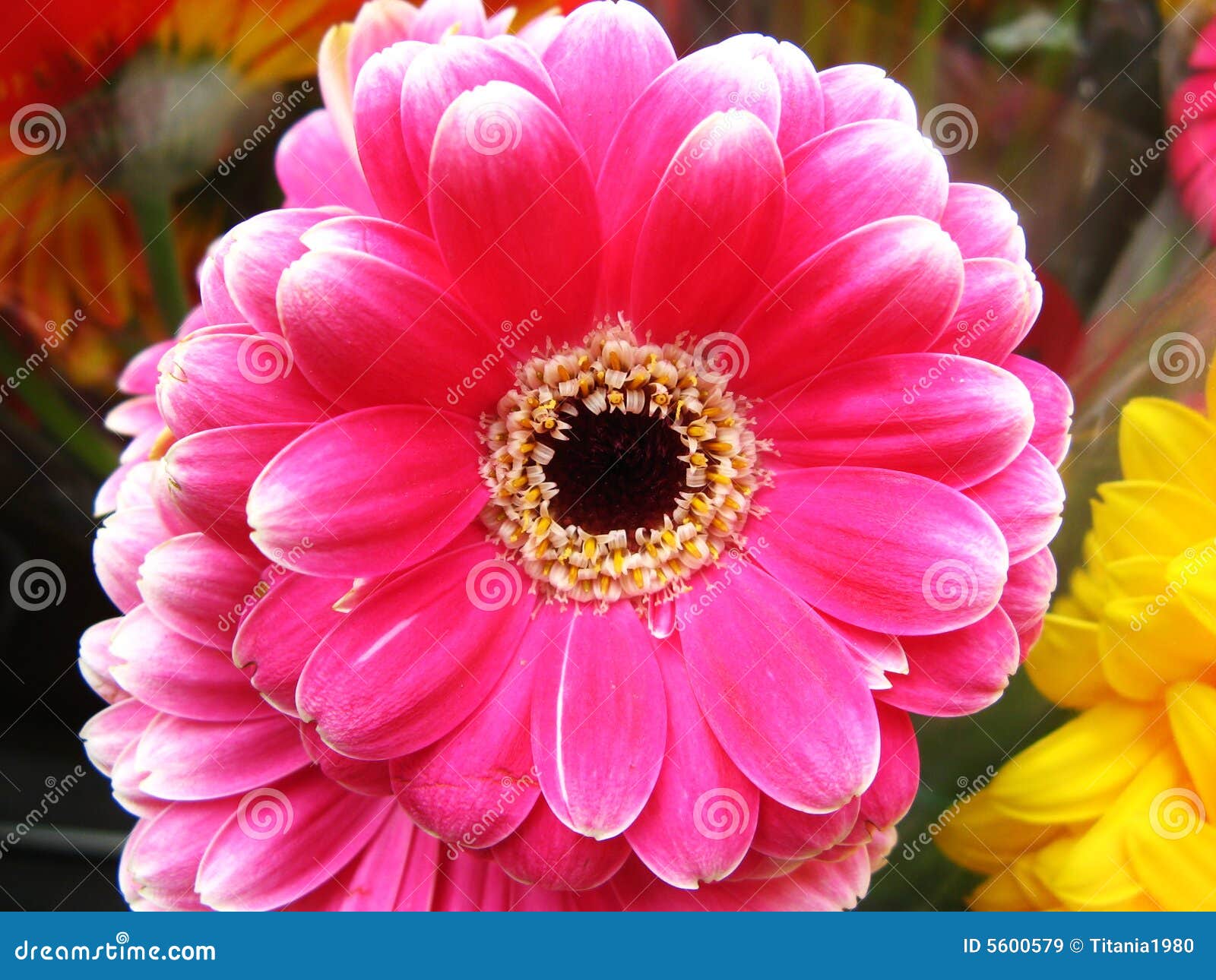 Pink Gerbera Daisies stock image. Image of blossoms, flowers - 5600579