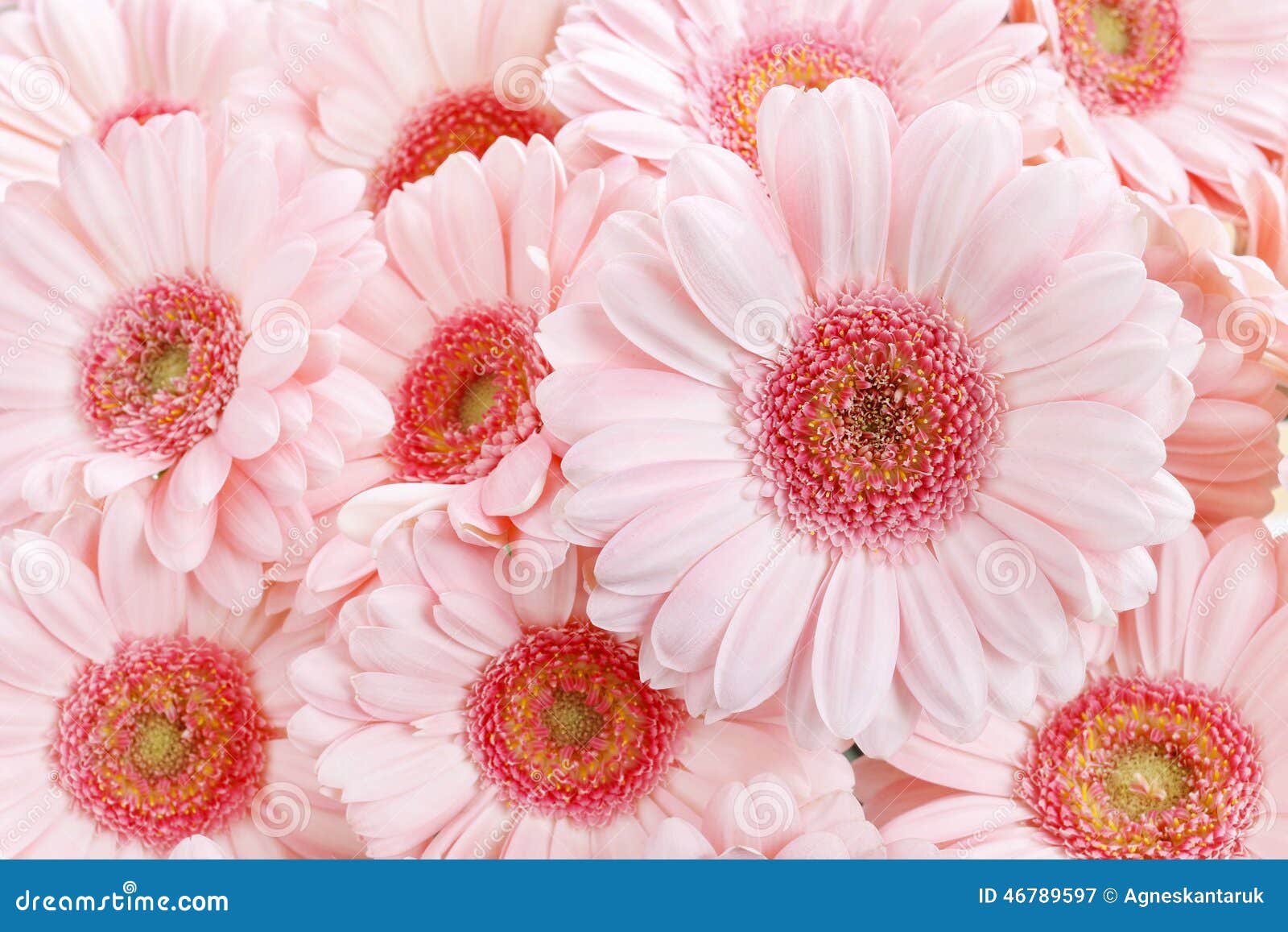 Pink gerbera daisies stock image. Image of flower, greetings - 46789597