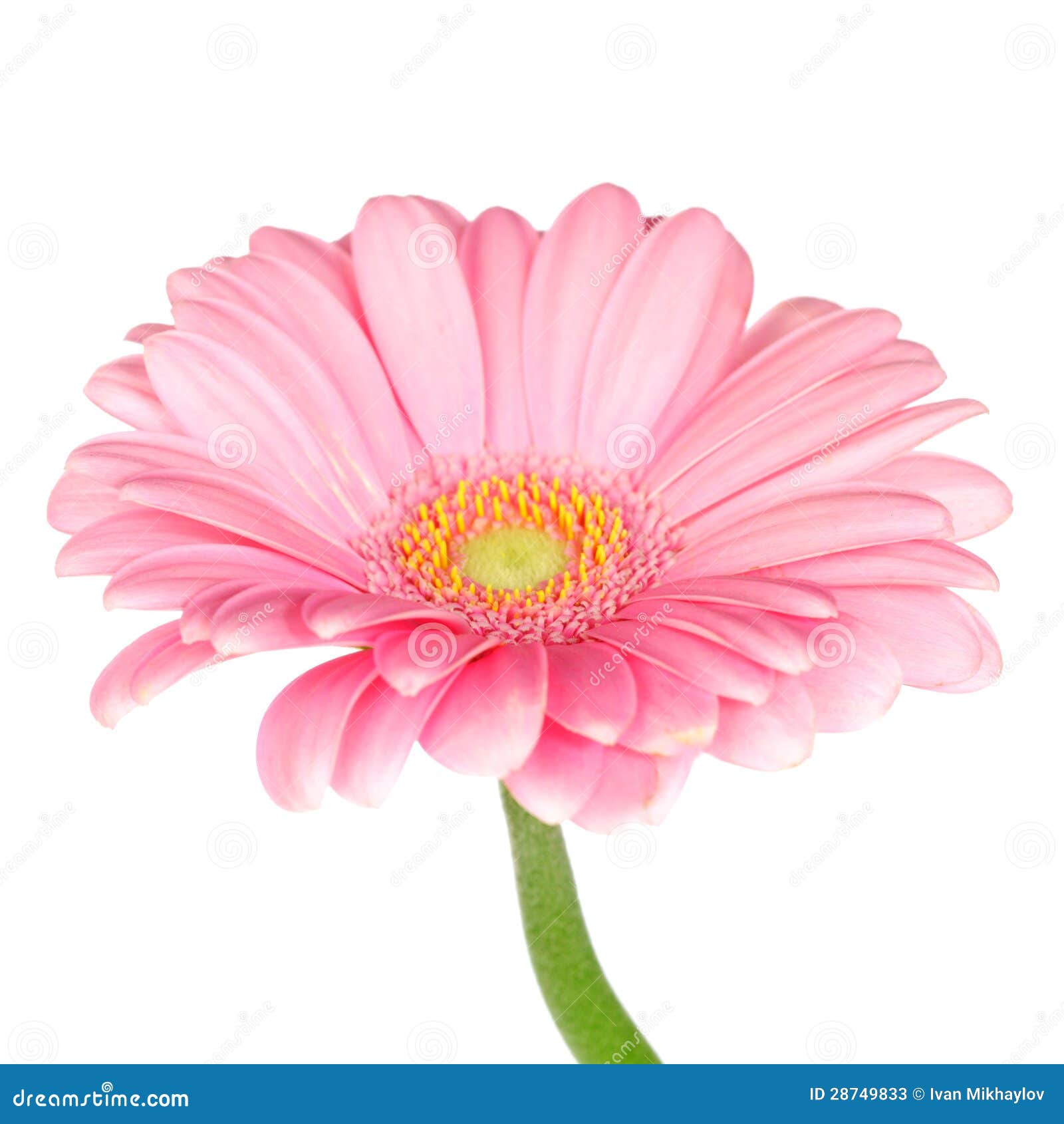 Pink Gerbera Daisies