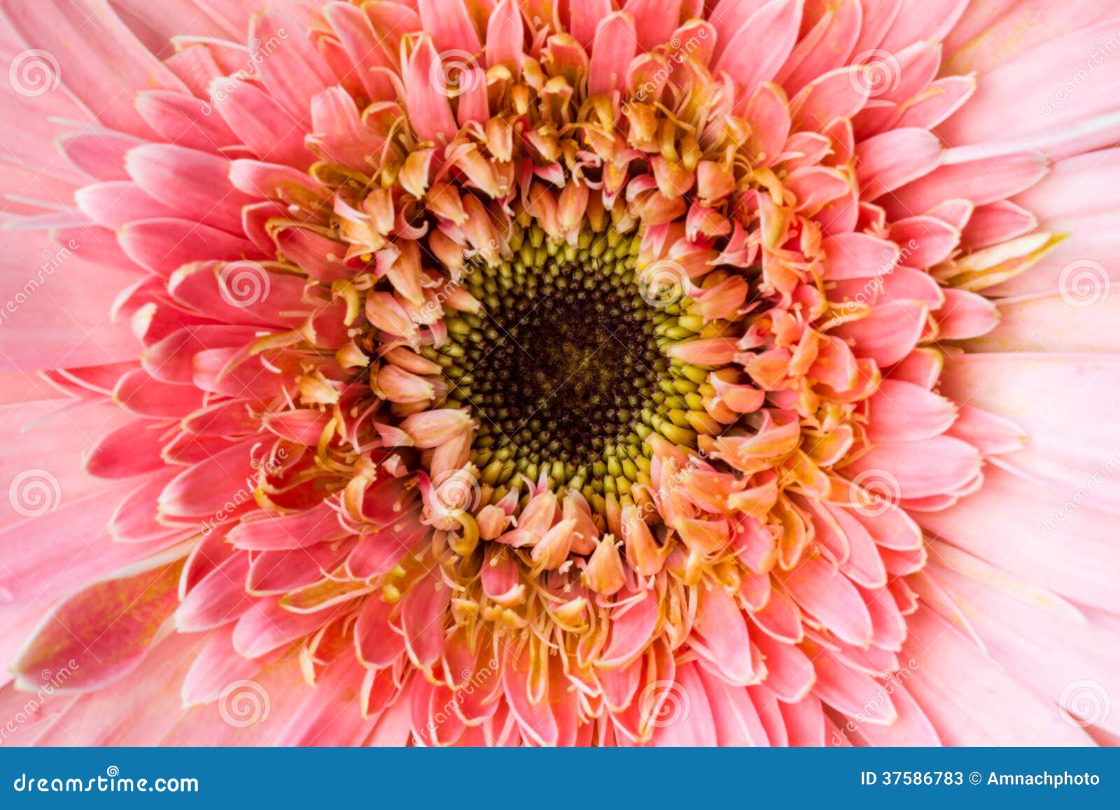 Pink gerbera daisy. stock image. Image of flora, garden - 37586783