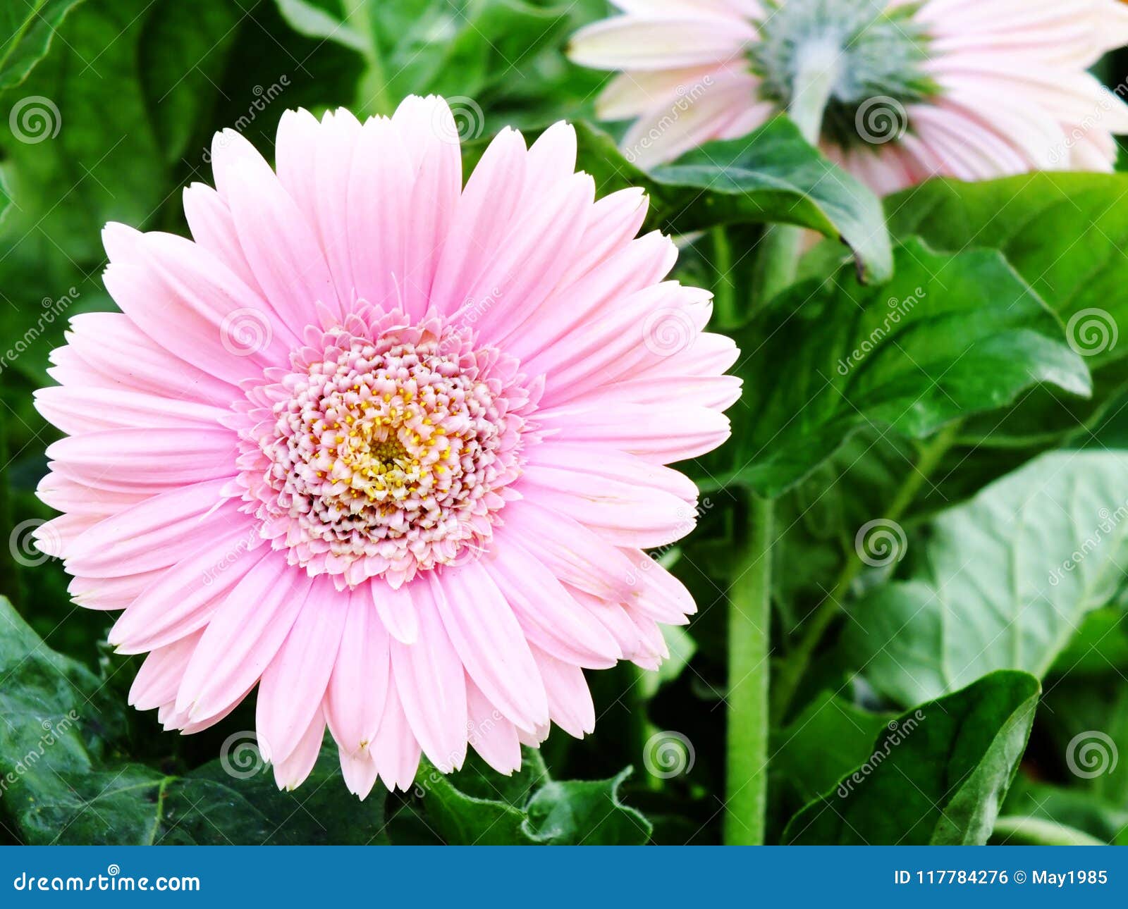 Pink Gerbera Daisy Flower on Nature Background Stock Photo - Image of ...
