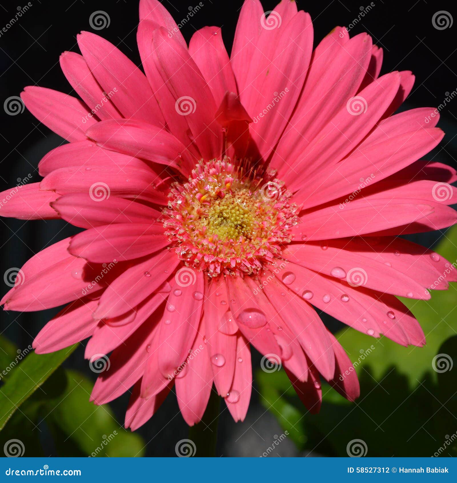 Pink Gerbera Daisy stock photo. Image of flowers, daisy - 58527312
