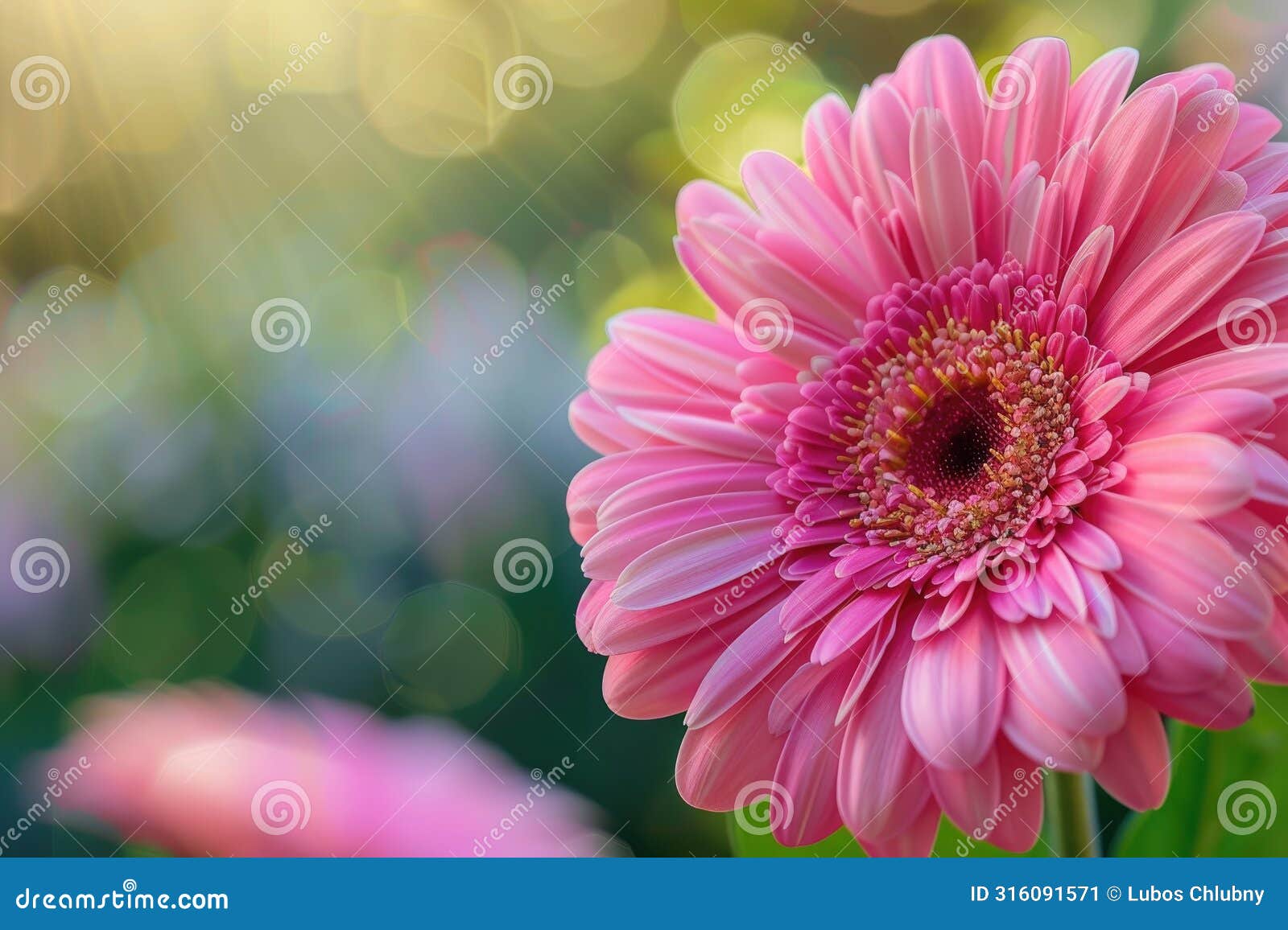 Pink Gerbera, Floral Background and Spring is Coming Soon Stock ...