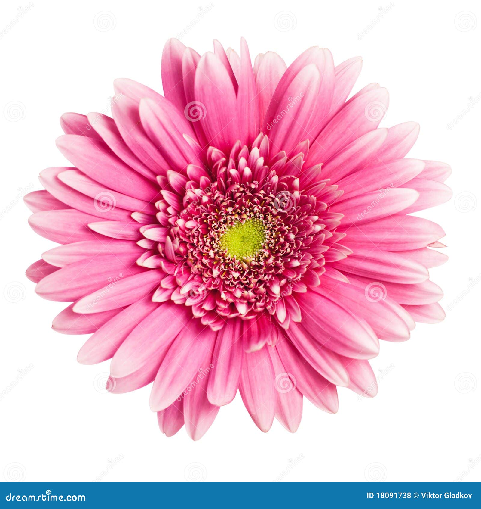 Pink gerbera flower stock photo. Image of bloom, pretty - 18091738