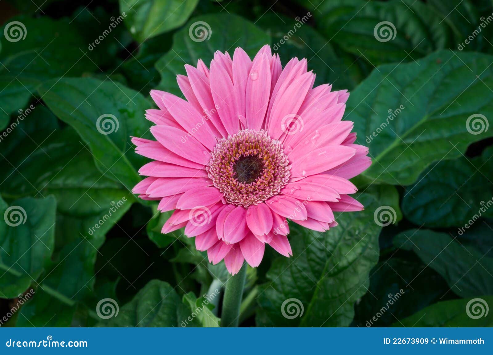 Pink Gerbera flower. stock image. Image of horticulture - 22673909